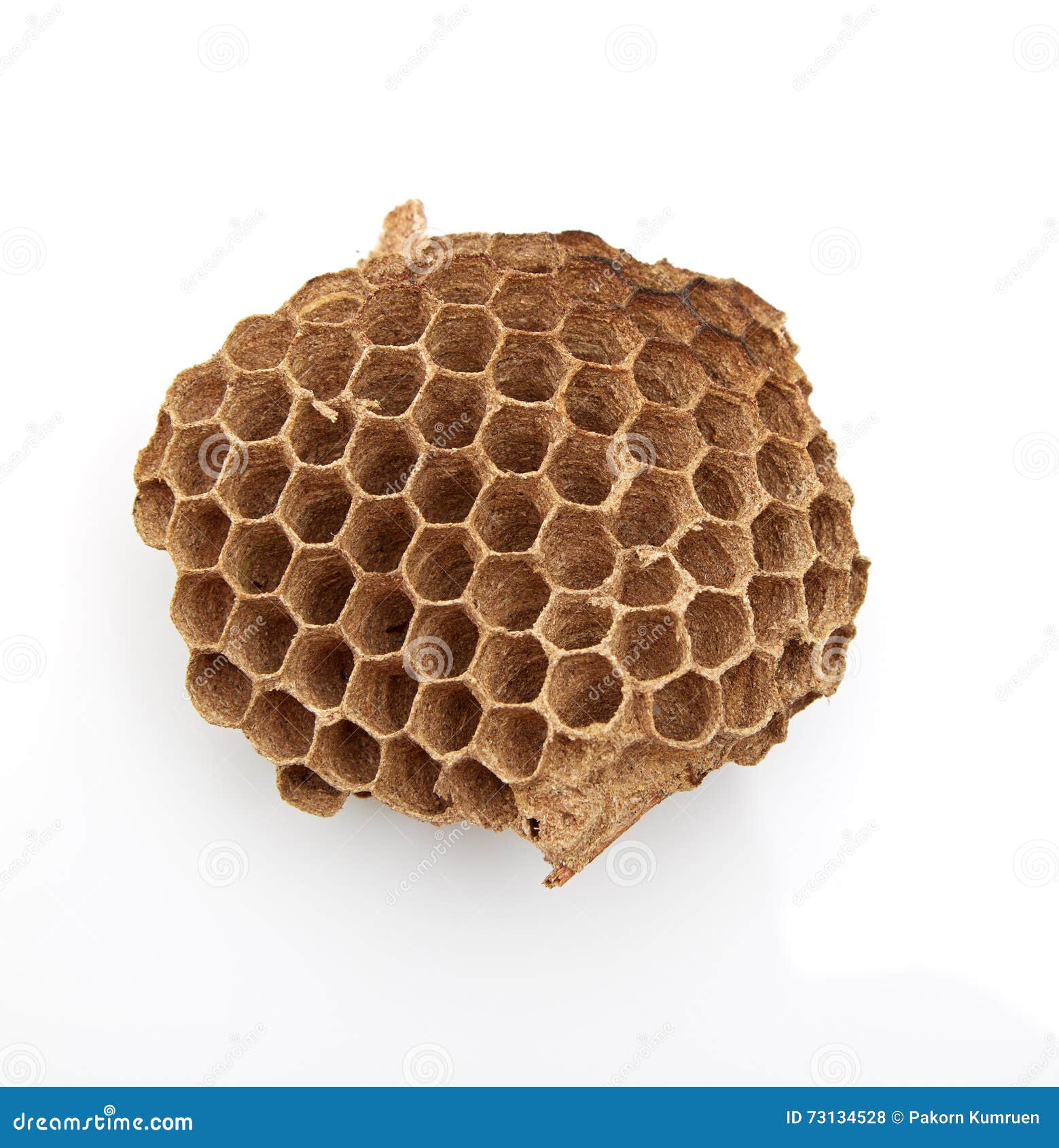 Wasp Nest with Insect Larvae Stock Photo - Image of wasp, sting: 73134528