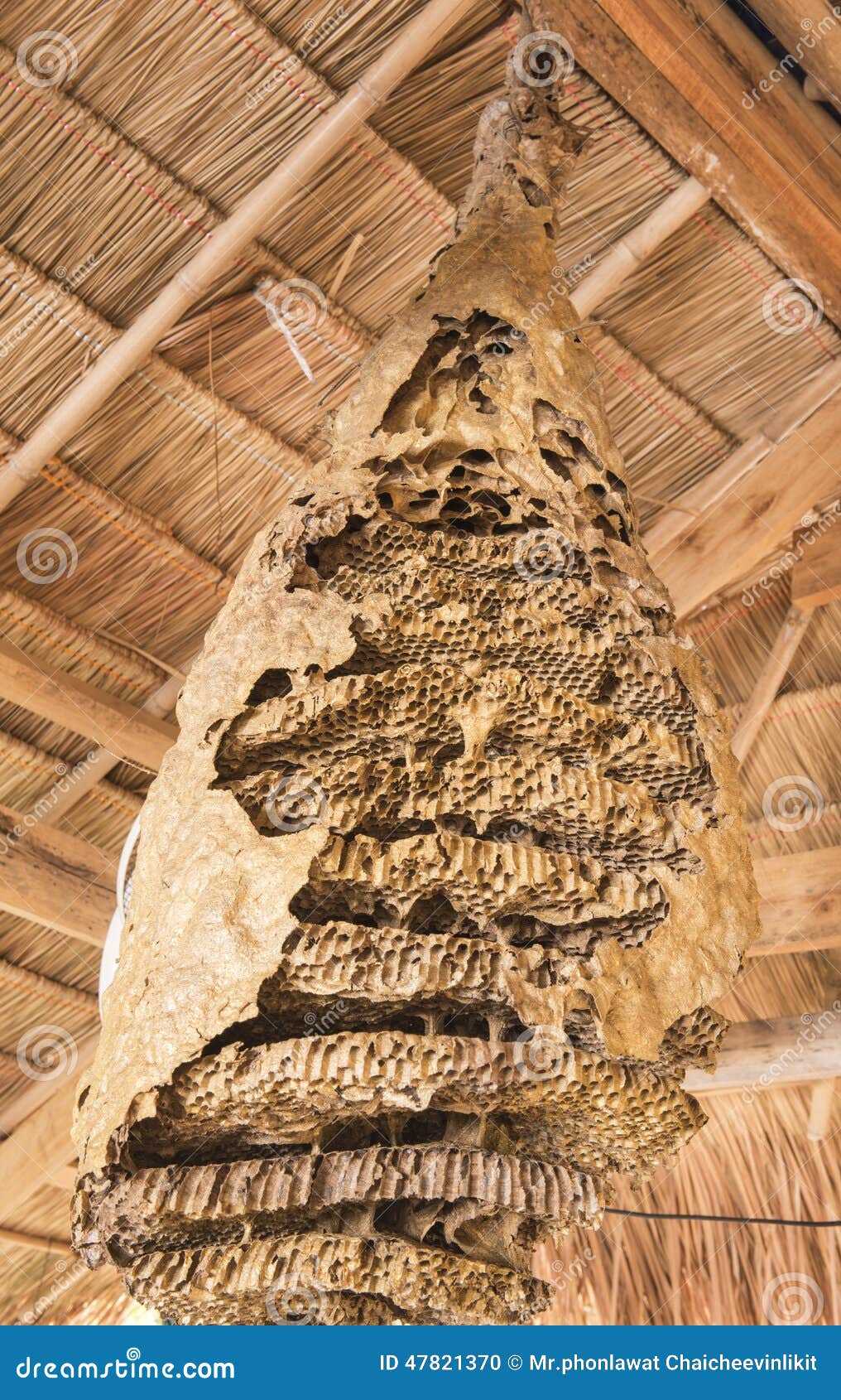 Wasp nest stock photo. Image of tree, wasps, paper, environment - 47821370