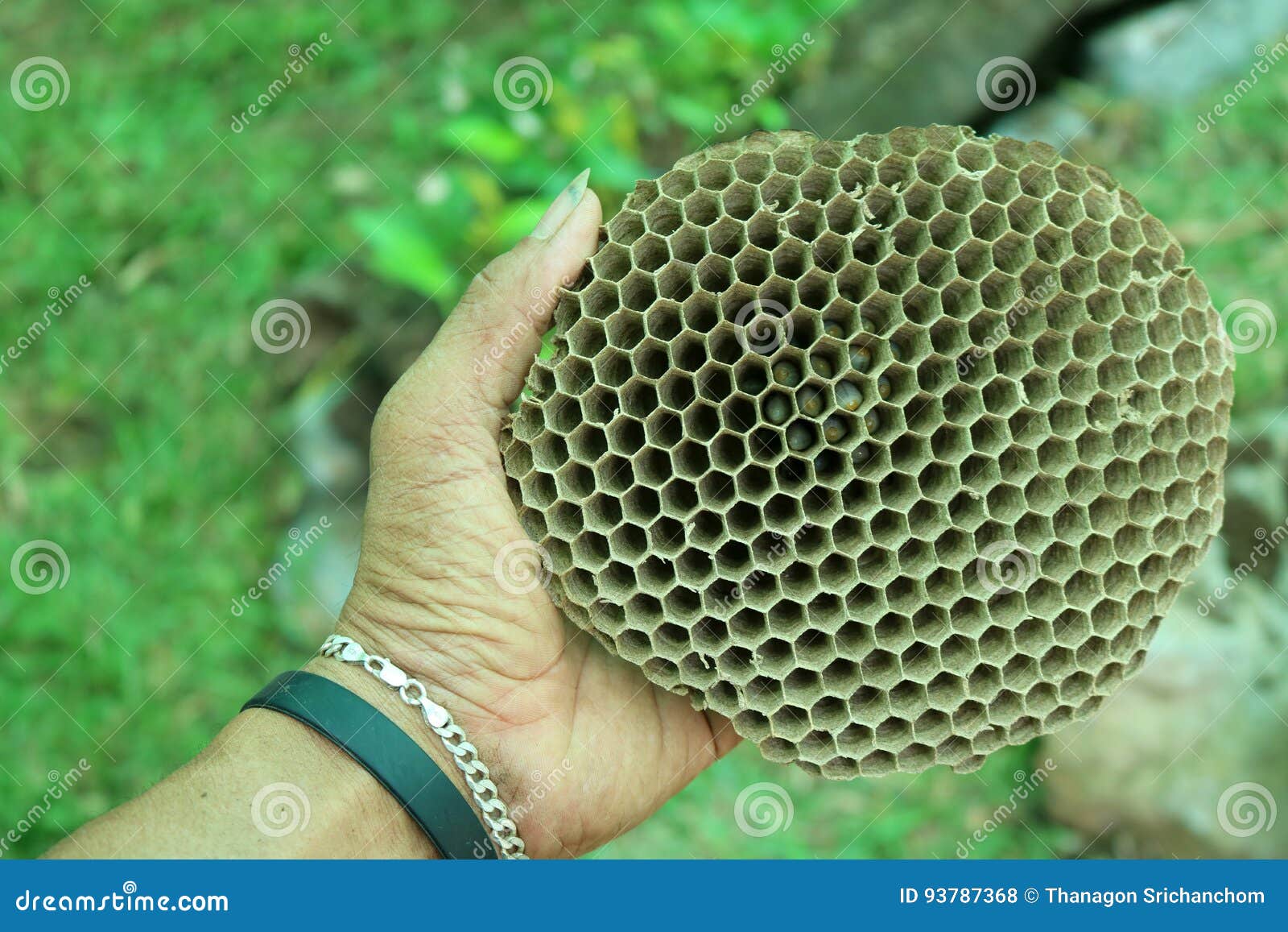 Wasp Nest and Larva on the Hand. Stock Photo - Image of leaf, macro ...