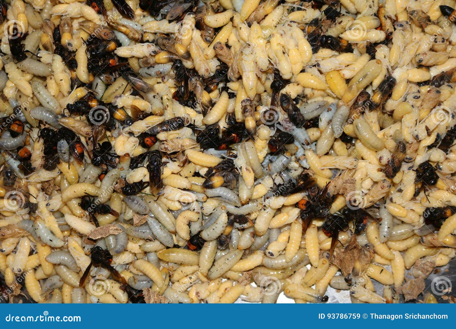 Wasp Nest And Larva Life Cycle. Royalty-Free Stock Photo ...