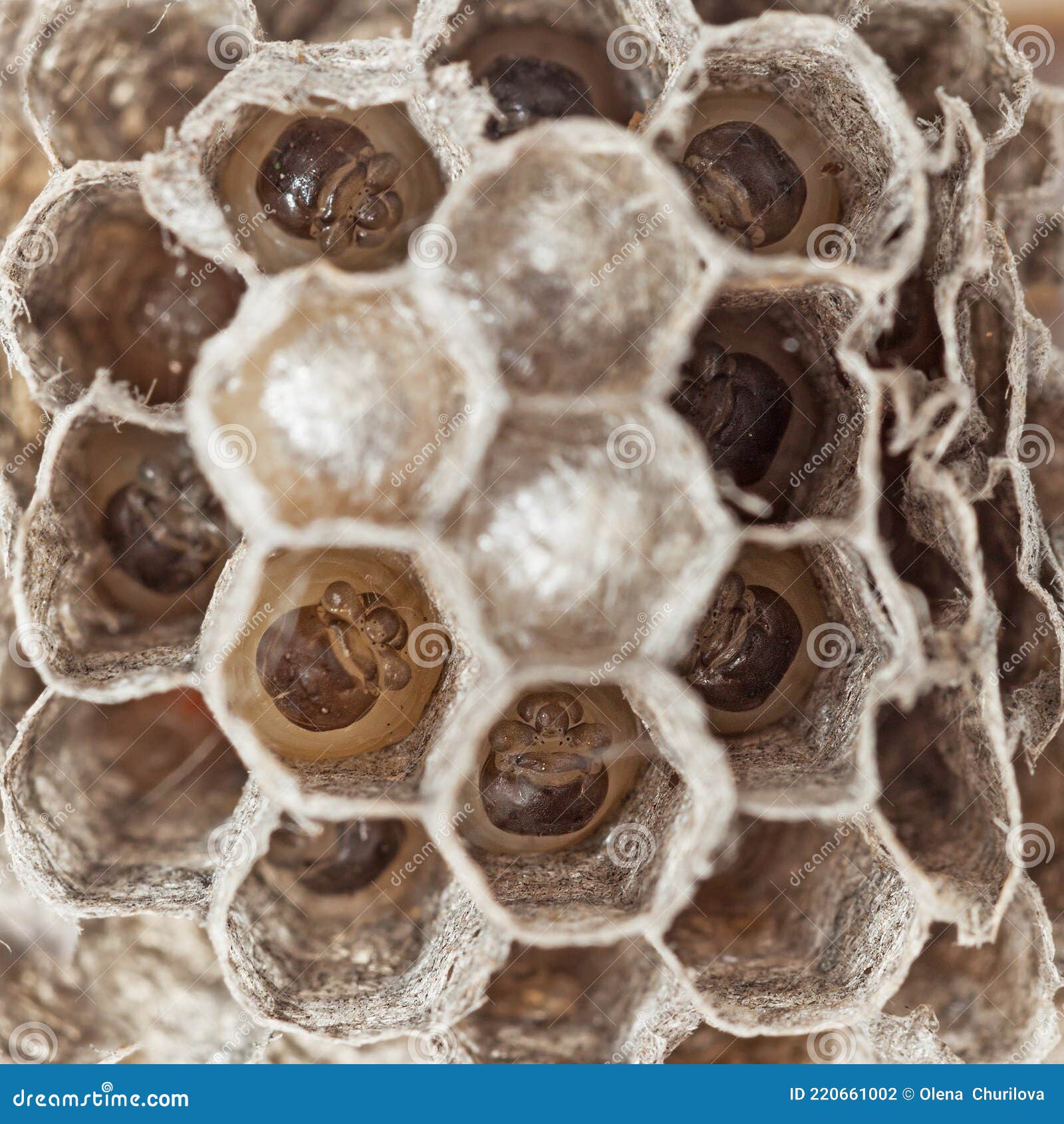 Wasp Nest with Larvae. Development of the Wasp Generation Stock Photo ...