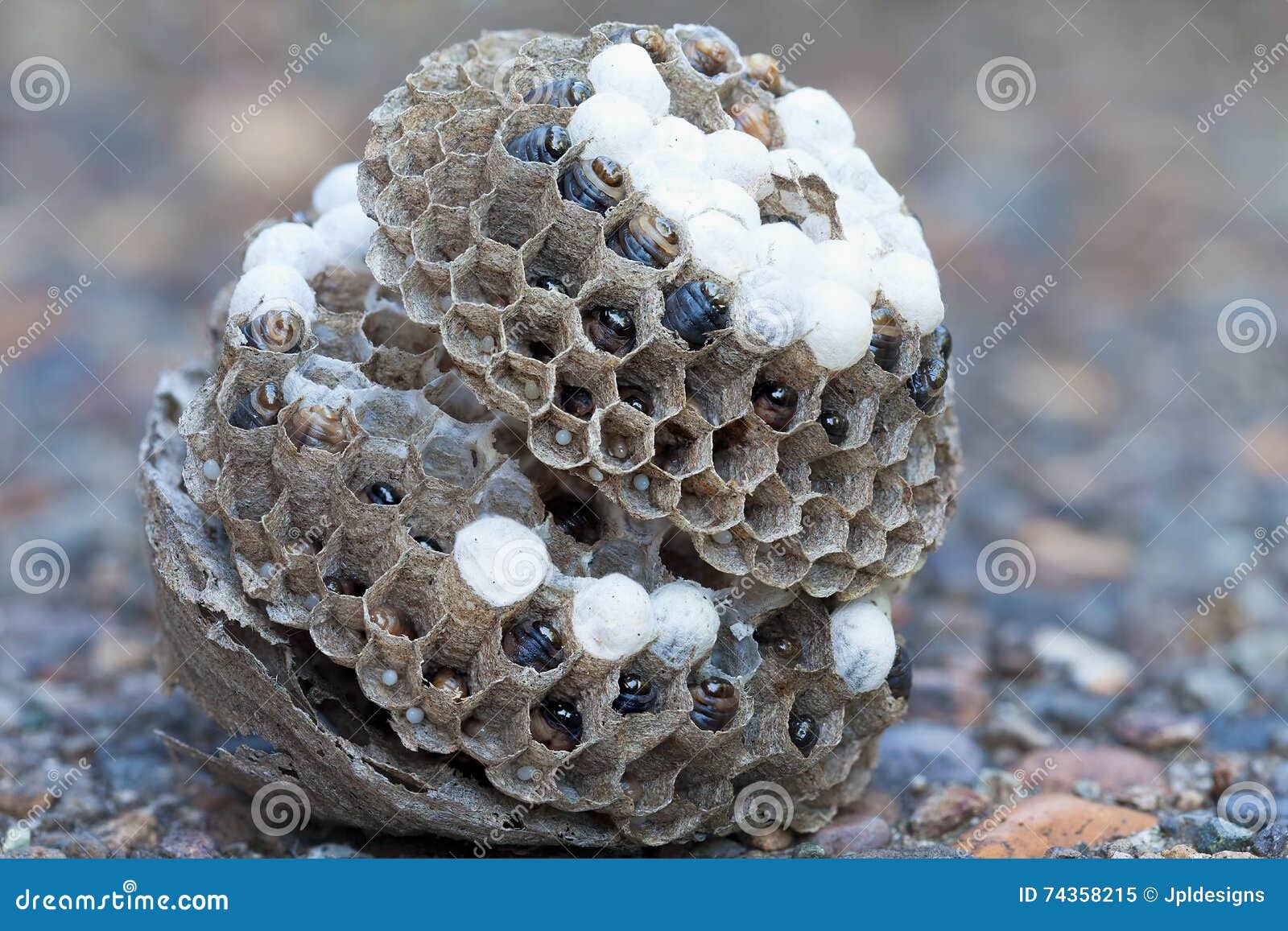 Wasp Nest with Larvae and Eggs on the Ground Macro Stock Image - Image ...