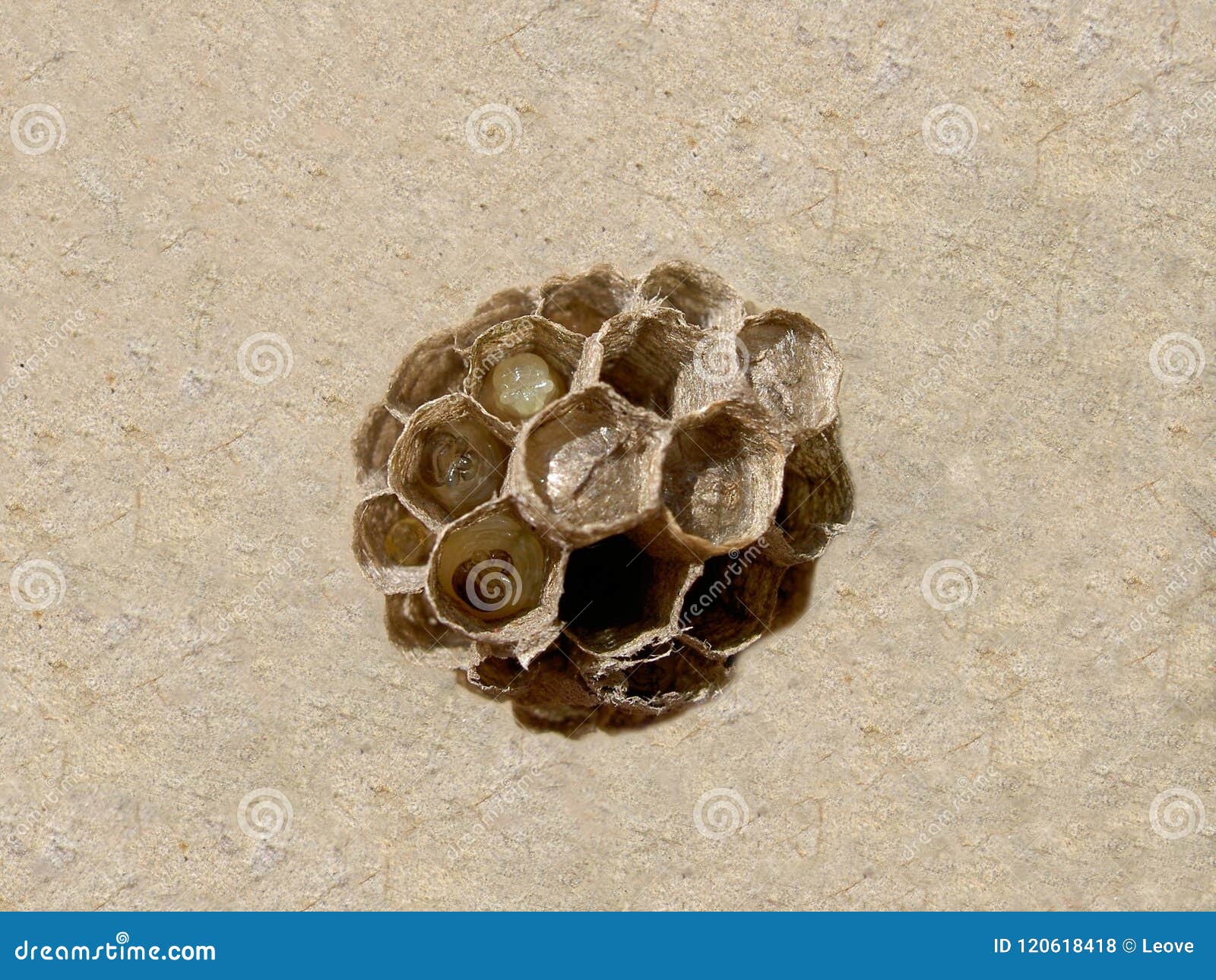 Wasp Nest with the Larvae - 1 Stock Photo - Image of concrete ...