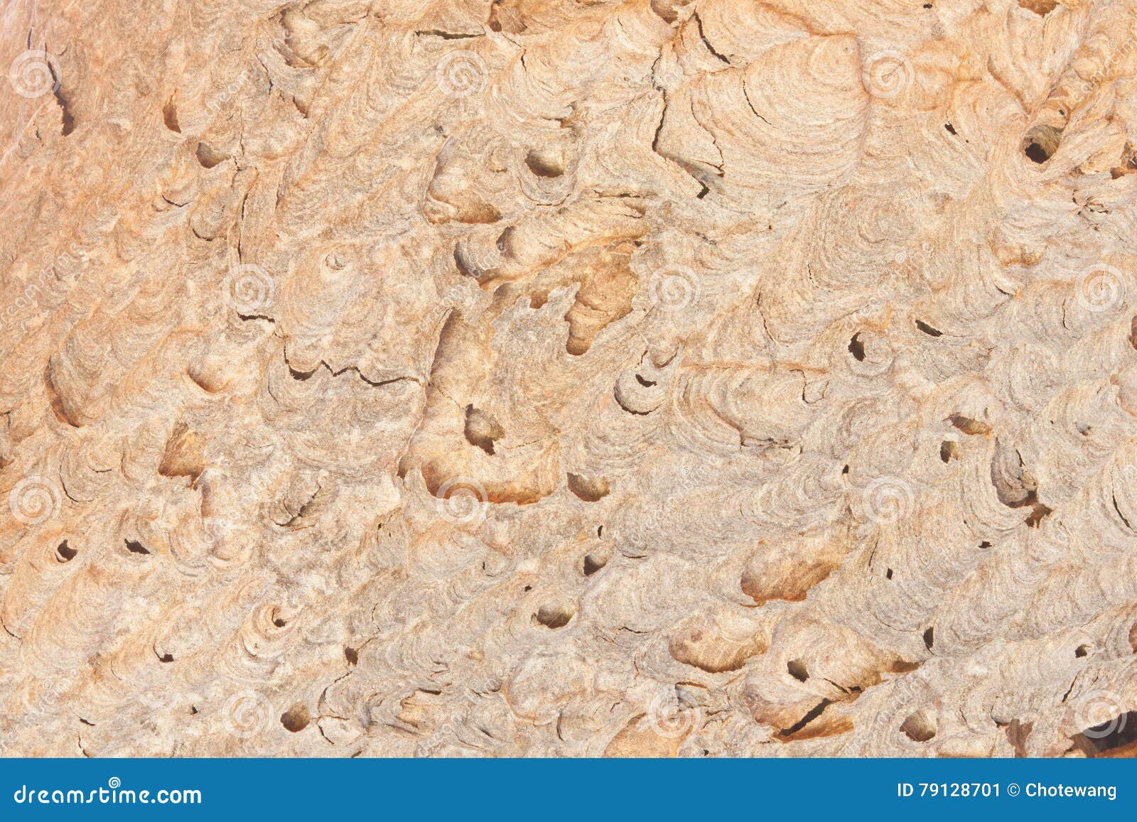 Wasp nest outer crust stock image. Image of construction - 79128701