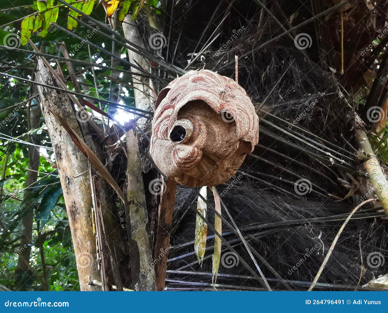 Wasp nest in palm tree stock image. Image of forest - 264796491