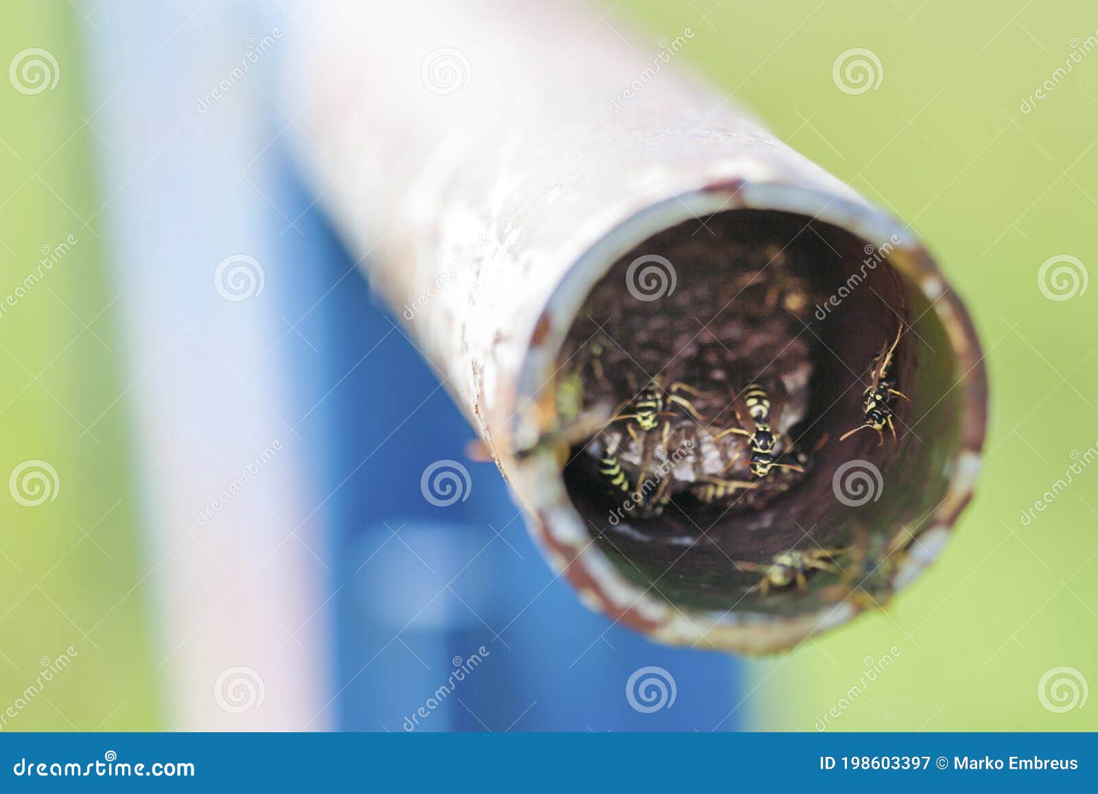 Wasp nest in a pipe stock illustration. Illustration of green - 198603397