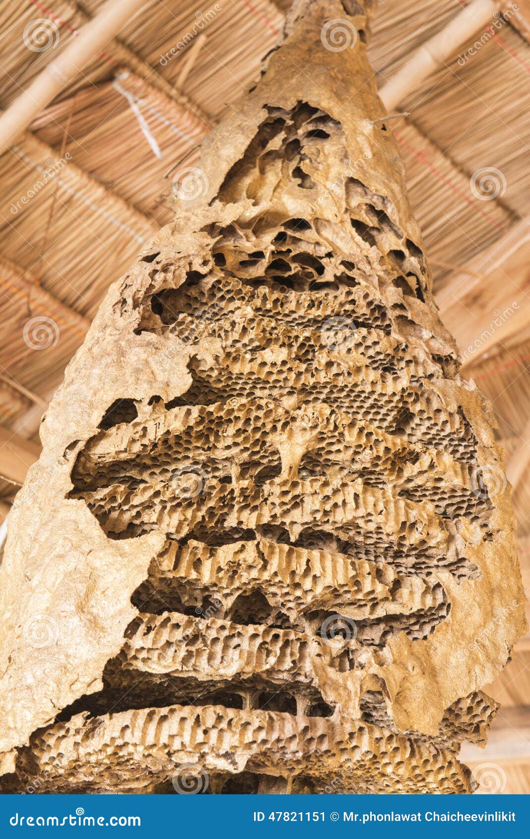 Wasp nest stock image. Image of swarm, branch, large - 47821151