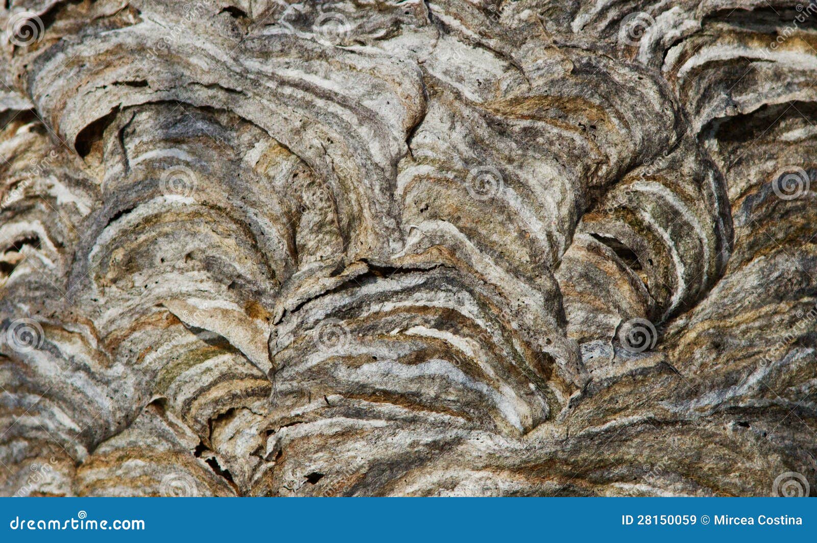 Wasp nest texture stock image. Image of focus, hive, macro - 28150059