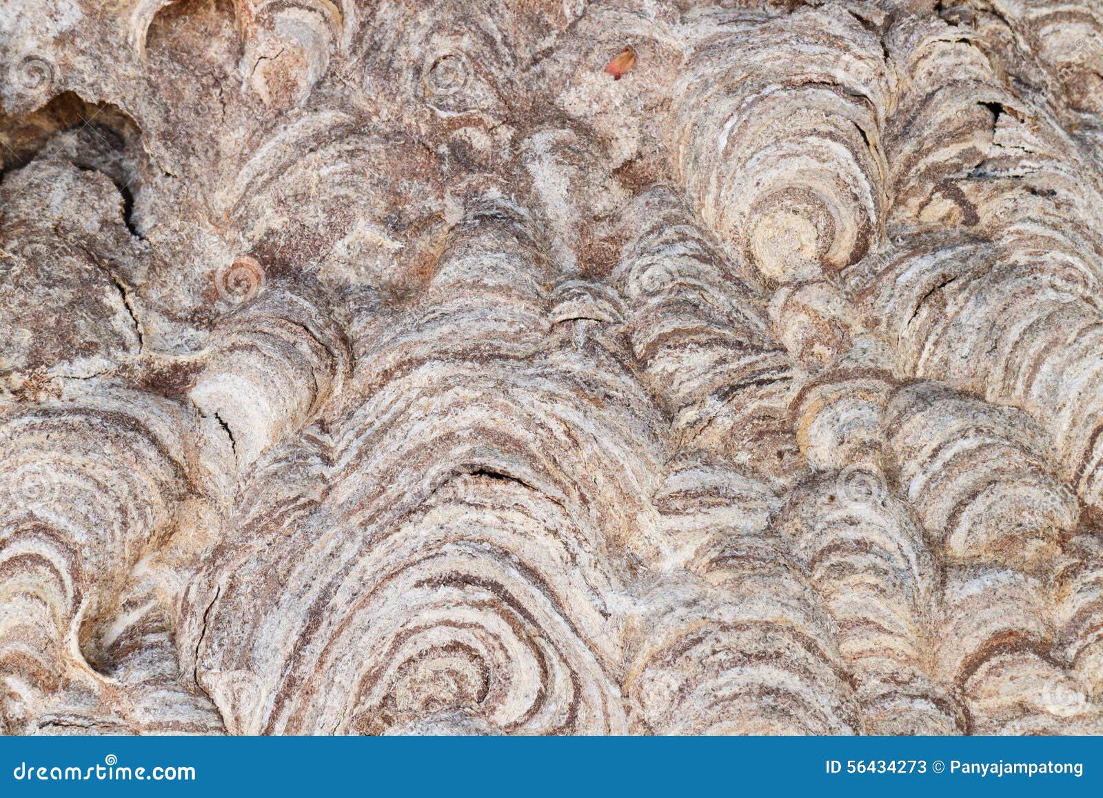Wasp nest texture stock image. Image of abstract, construction - 56434273