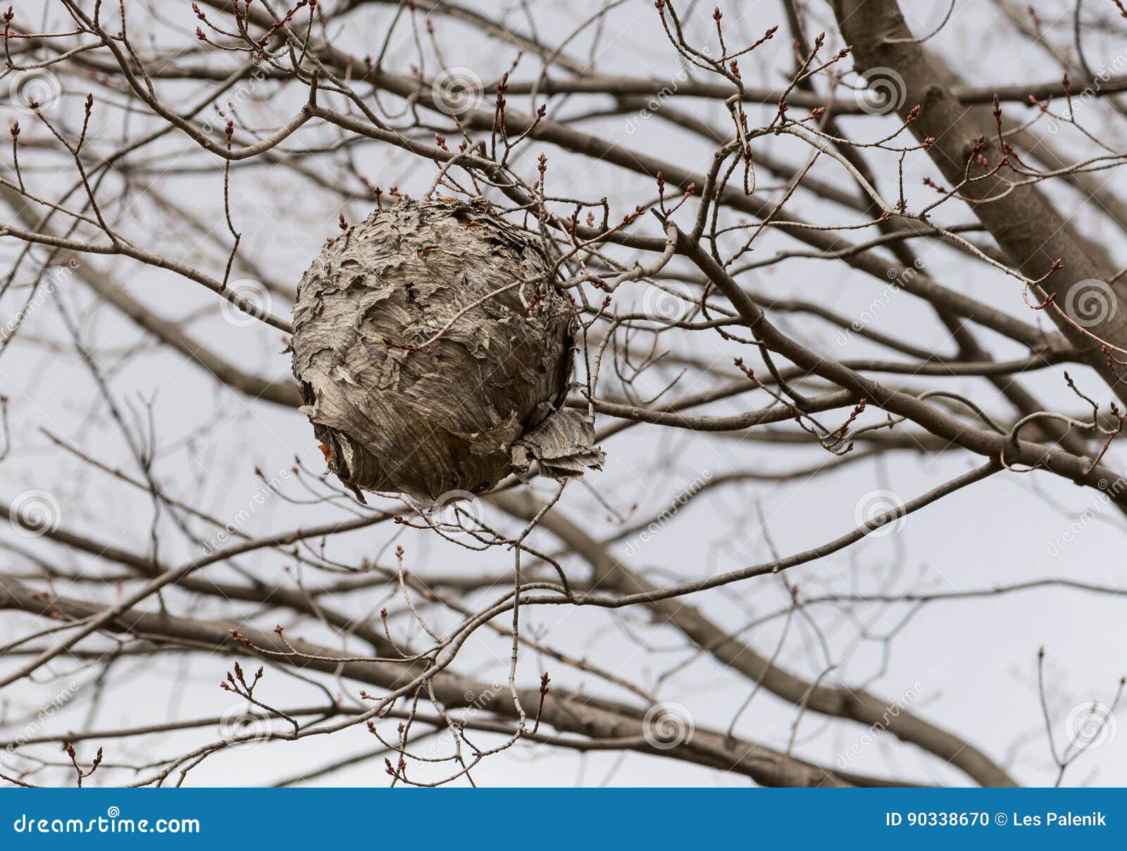 Wasp nest on a tree stock photo. Image of home, ball - 90338670