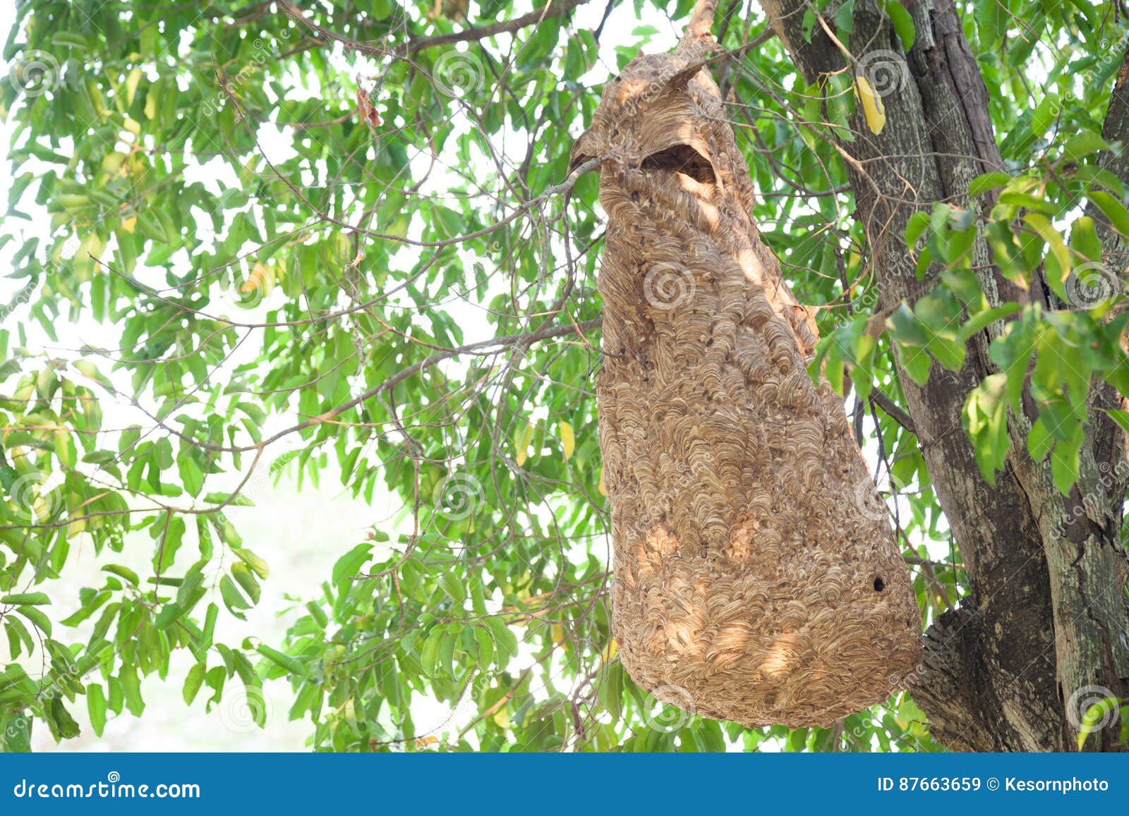 Wasp nest on tree stock image. Image of hive, nature - 87663659
