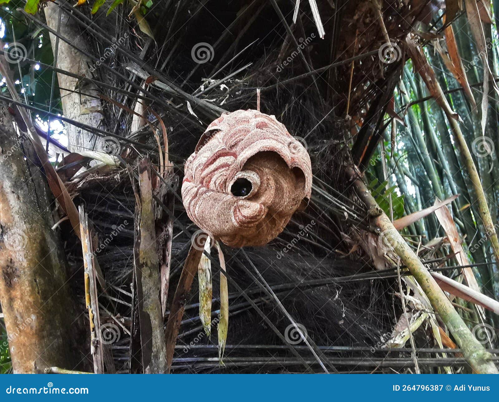 Wasp nest in palm tree stock image. Image of autumn - 264796387