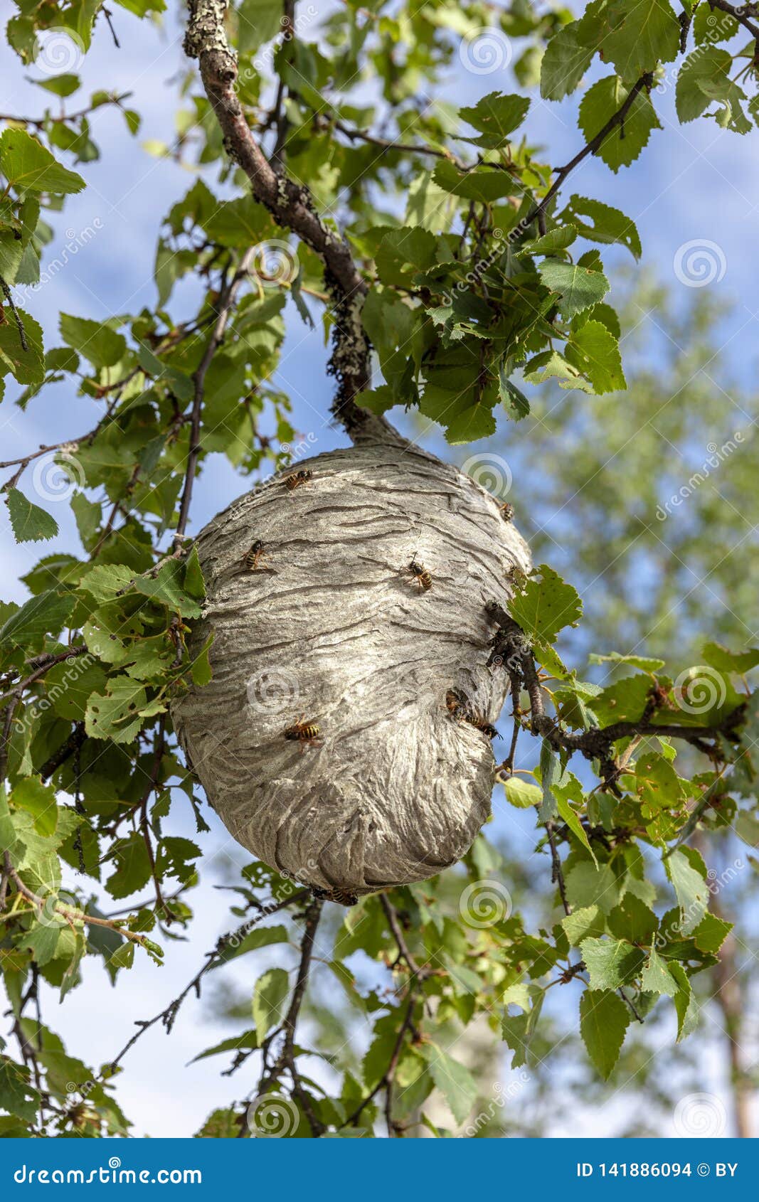 Wasp nest in tree stock photo. Image of wasps, nature - 141886094