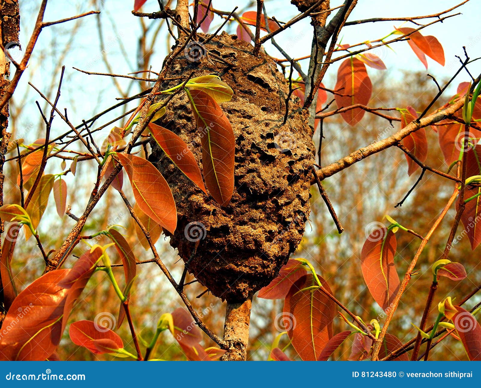 Wasp nest on tree. stock photo. Image of jungle, leafs - 81243480