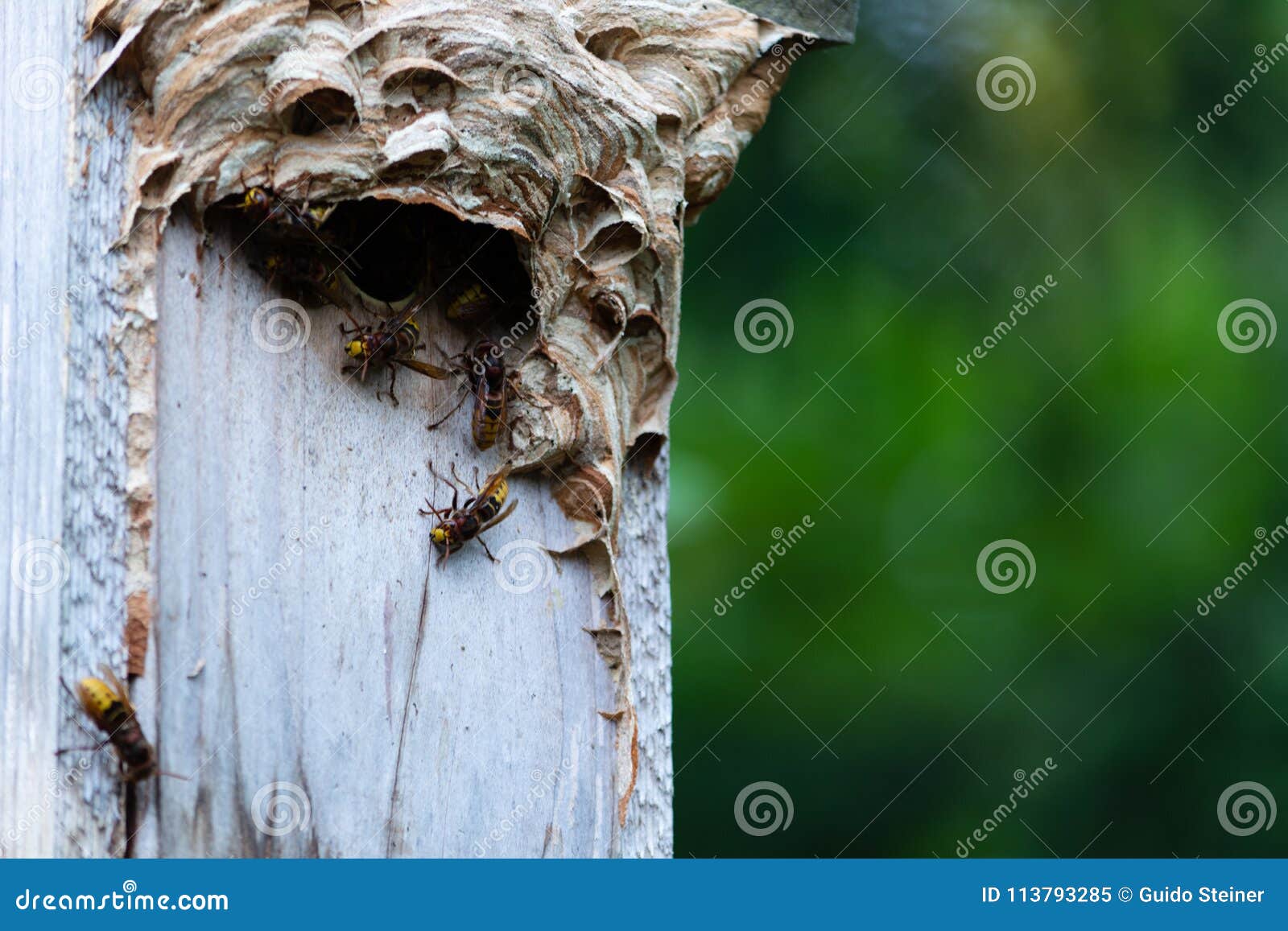 Wasp nest on a tree stock image. Image of vespula, close - 113793285