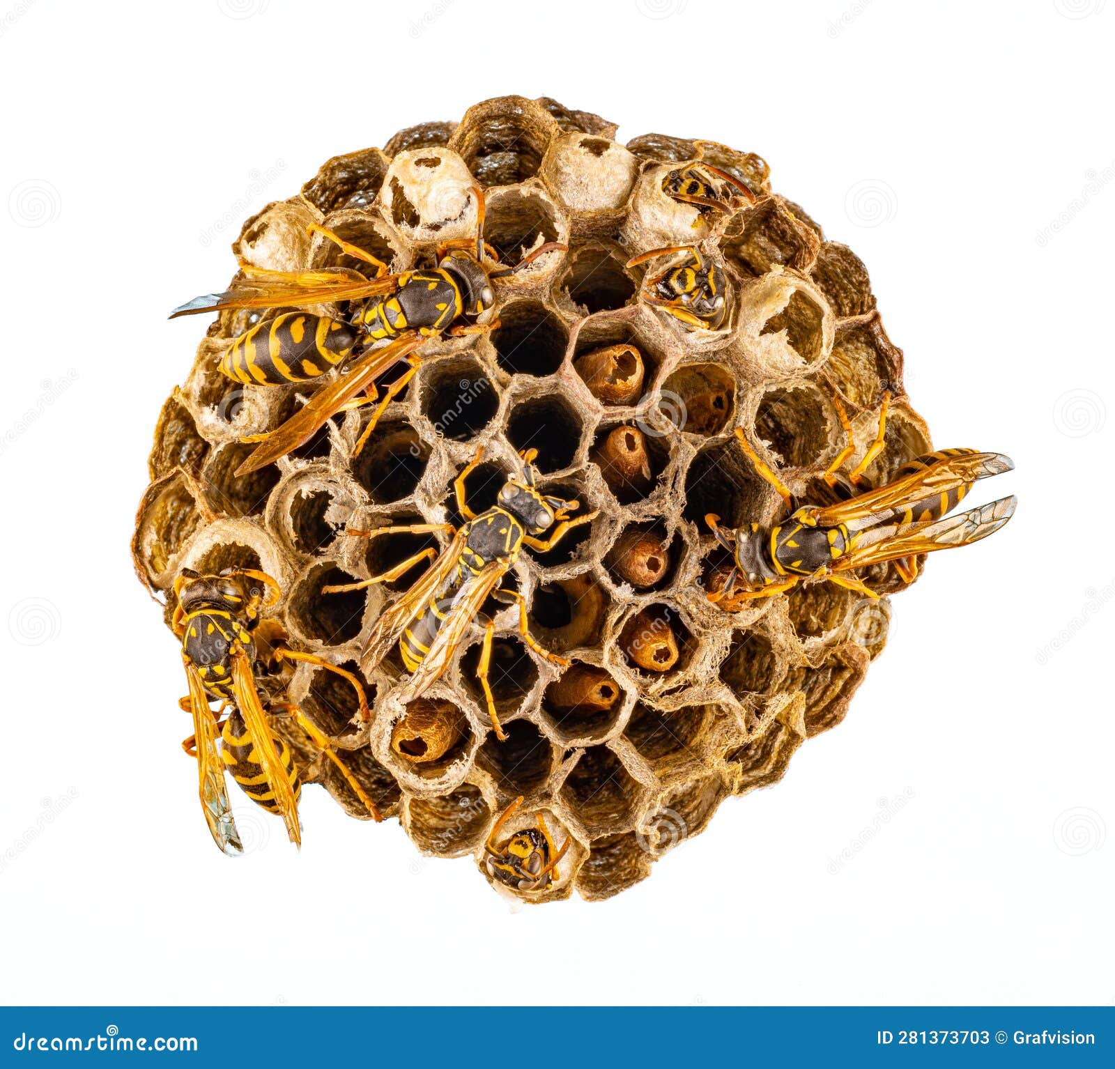 Wasp nest with wasps stock image. Image of danger, natural - 281373703