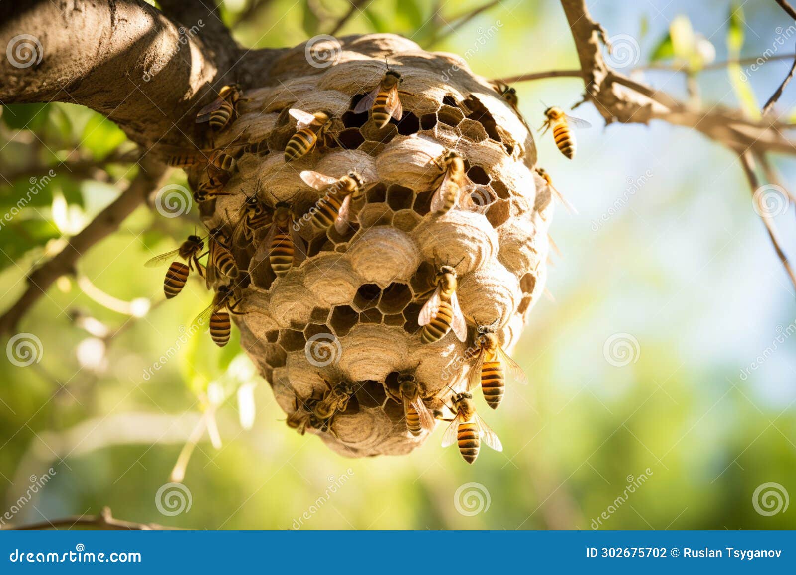 Wasp Nest With Wasps And Larvae Hangs On A Tree Branch Stock Image ...