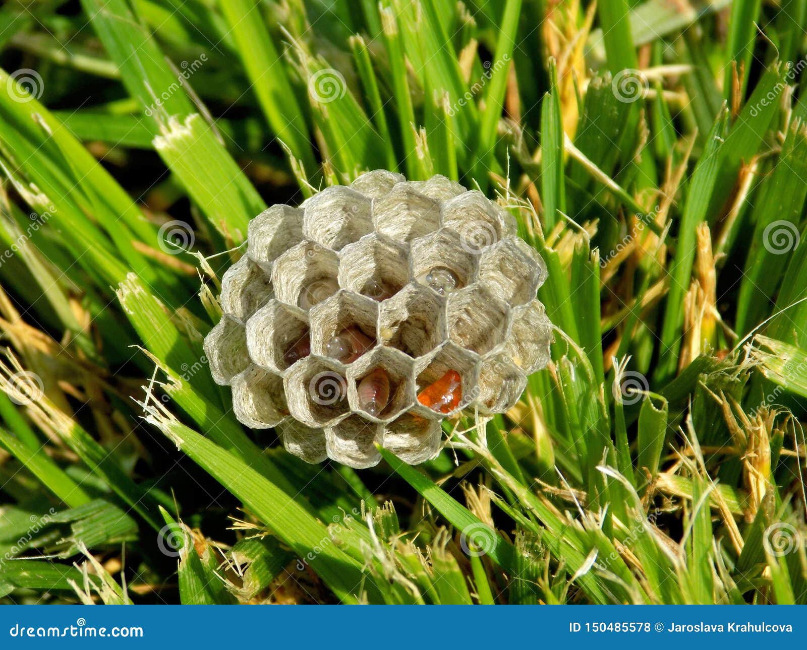 Wasp Nest with Wasps Maggots Inside it Stock Photo - Image of geometric ...