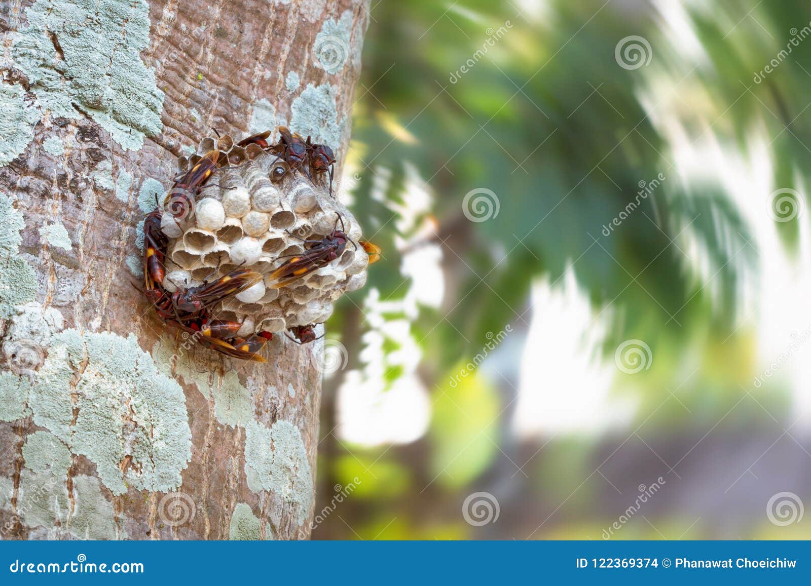 Wasp Nest with Wasps Sitting on the Tree. Stock Photo - Image of flying ...
