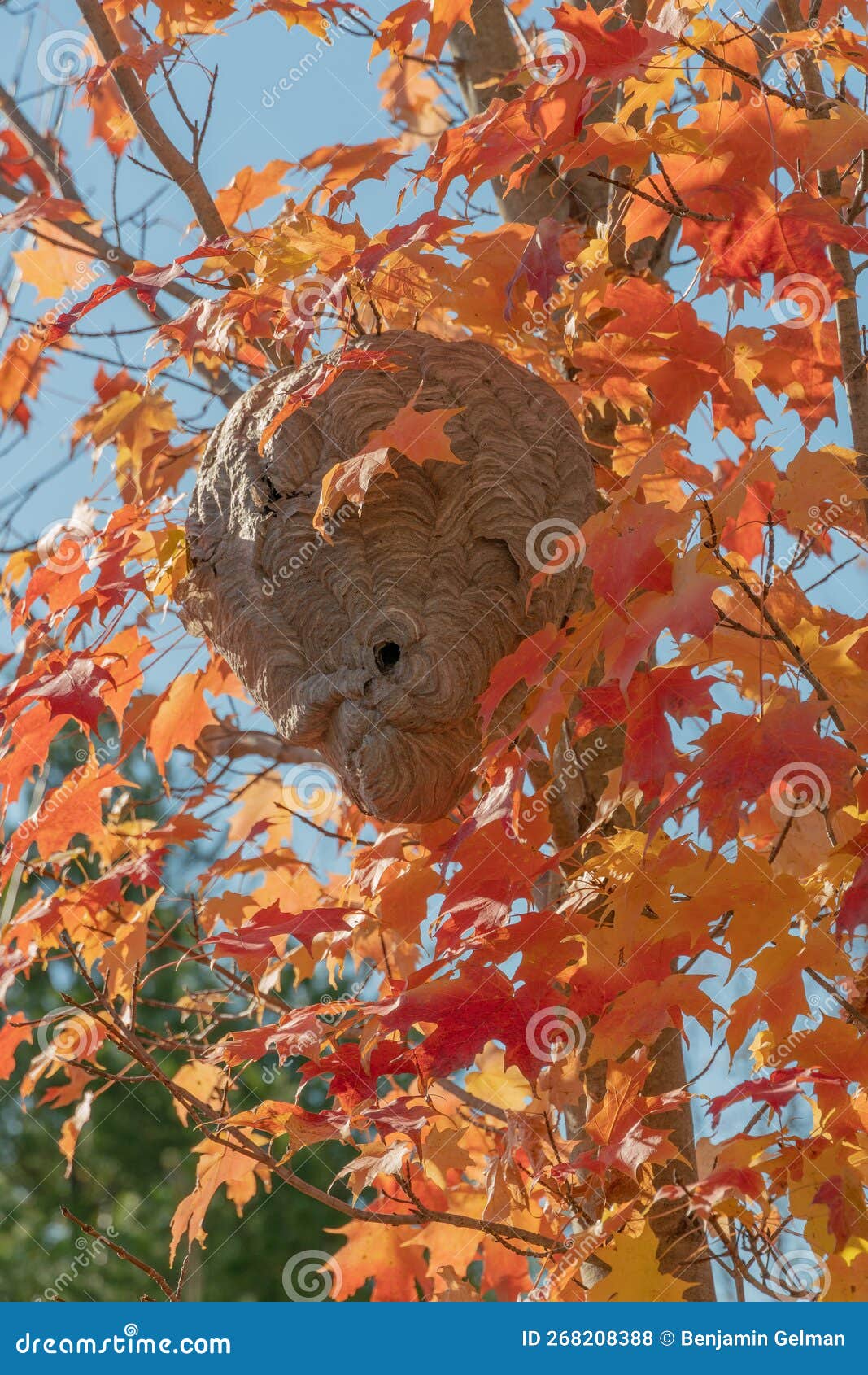 Wasp nest on a young maple stock photo. Image of hornet - 268208388