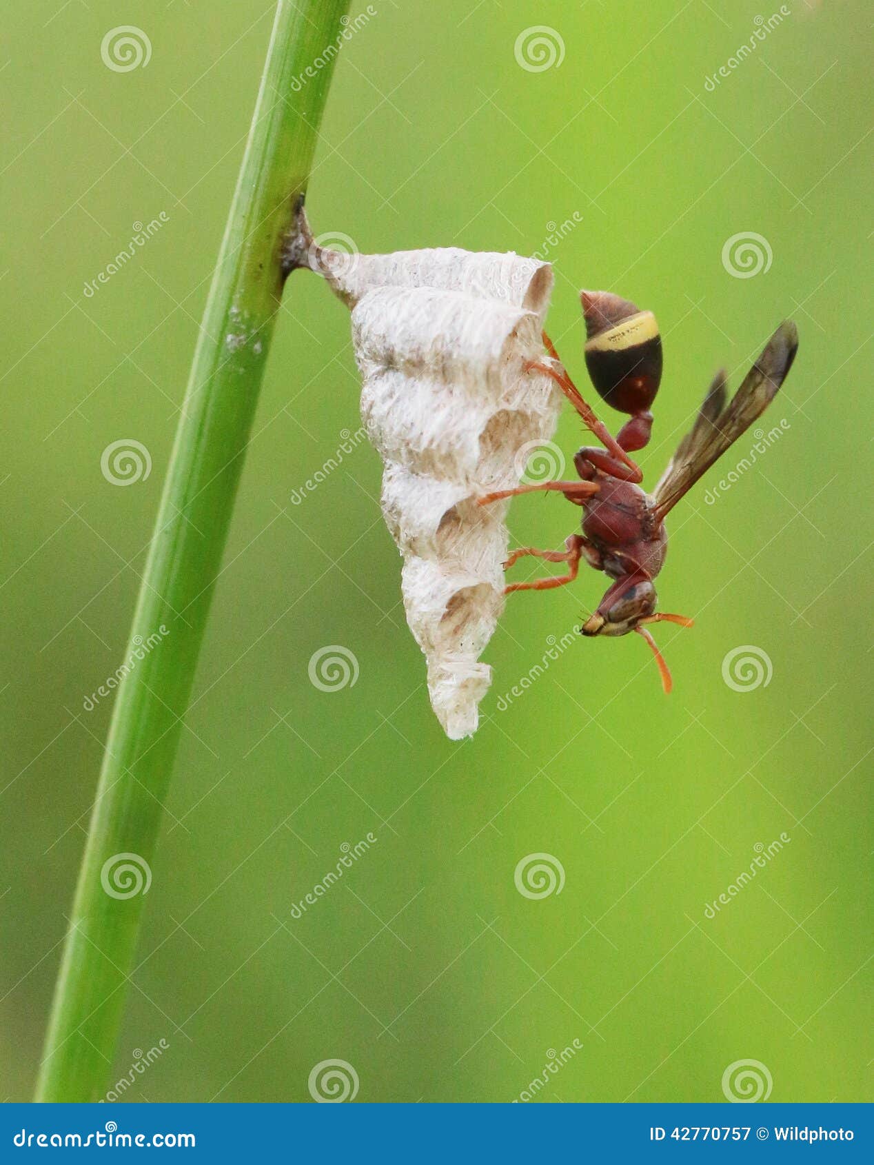 Wasp stock image. Image of wasp, insect, life, grass - 42770757