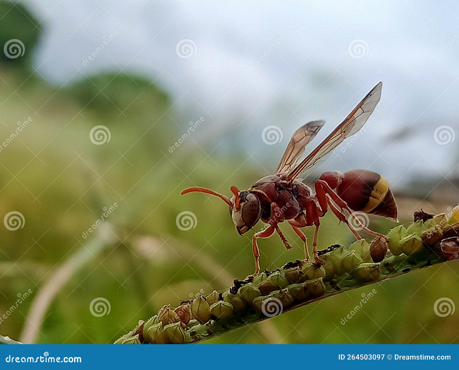 Wasp with nice wings stock image. Image of wings, beetle - 264503097