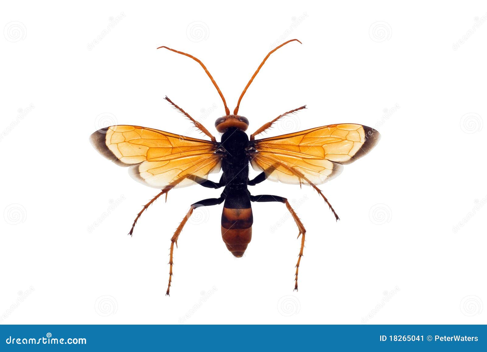 Wasp, Orange Potter stock image. Image of eyes, buzz - 18265041