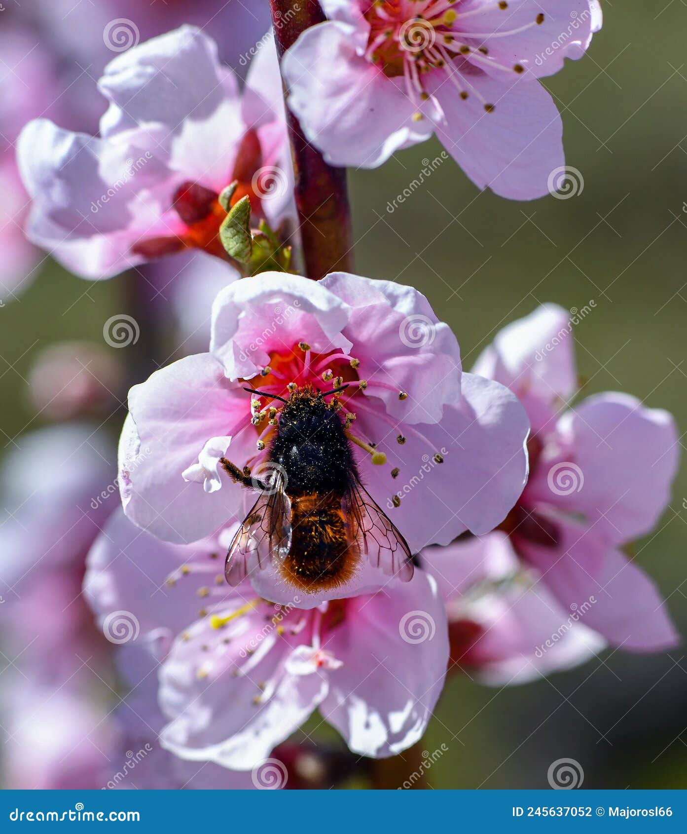 Wasp on the Peach Tree Flower Stock Photo - Image of twig, flower ...