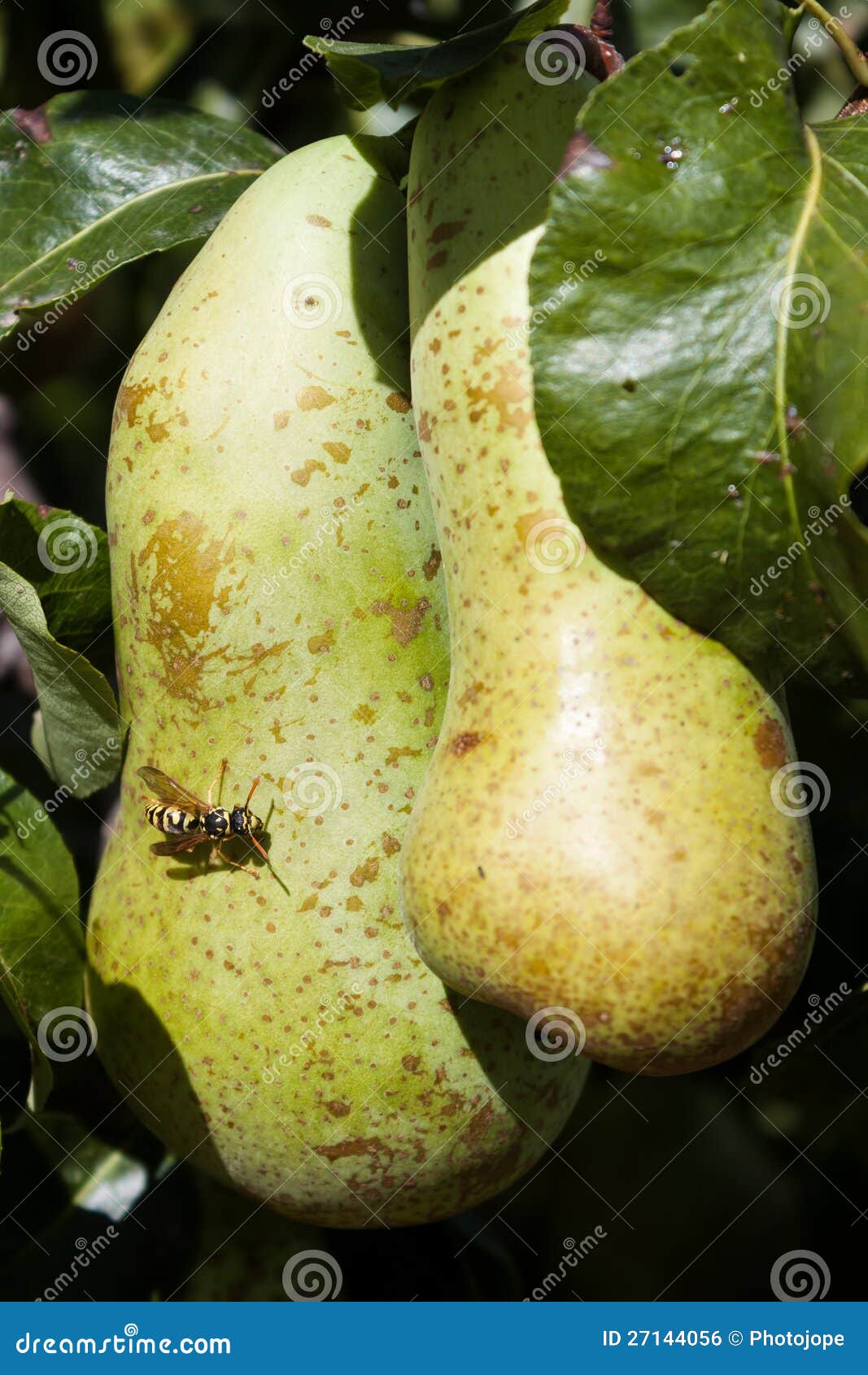 Wasp on pears. stock photo. Image of nature, insects - 27144056