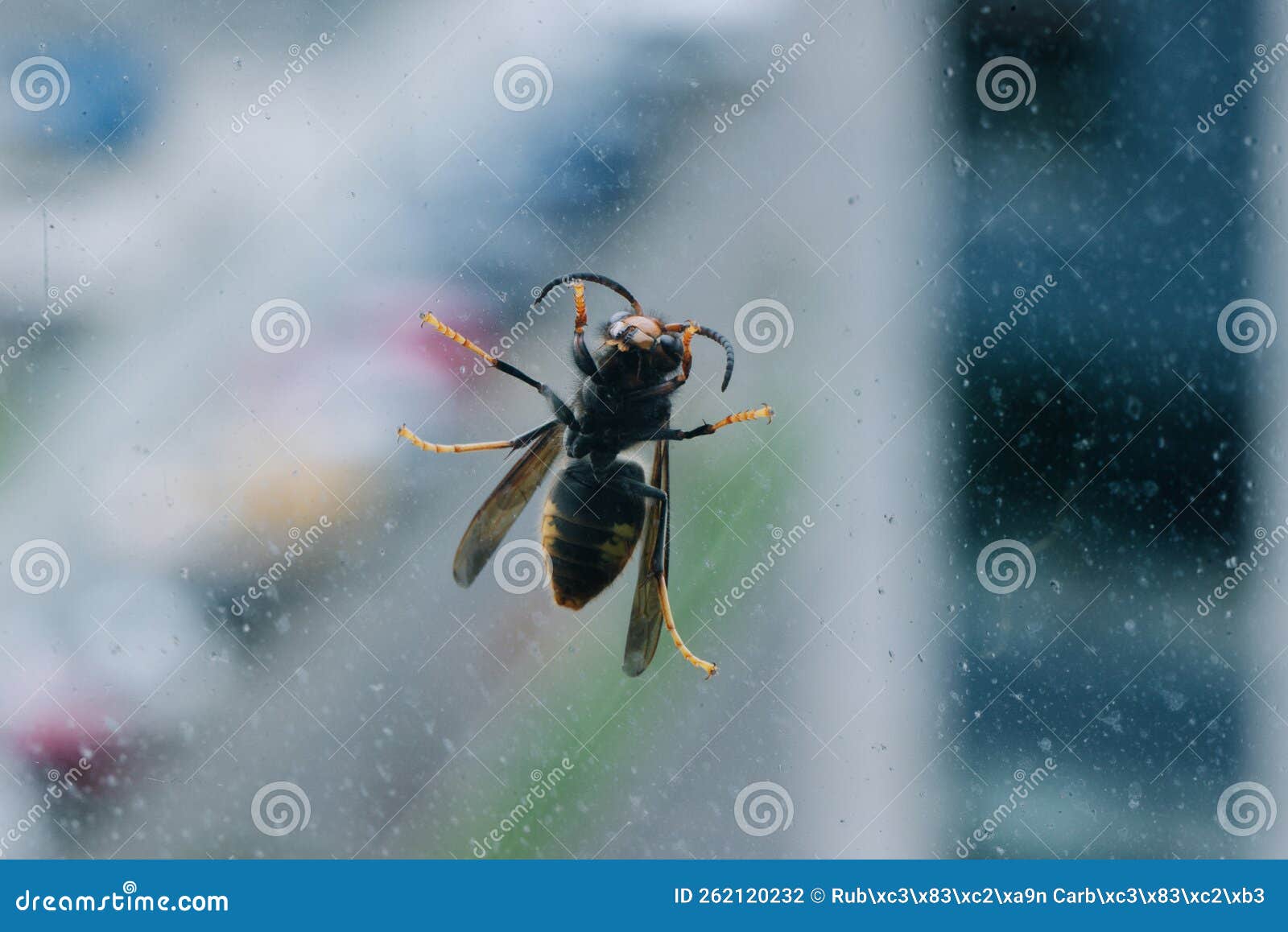 Wasp Perched on the Glass of a Window Stock Photo - Image of defocused ...