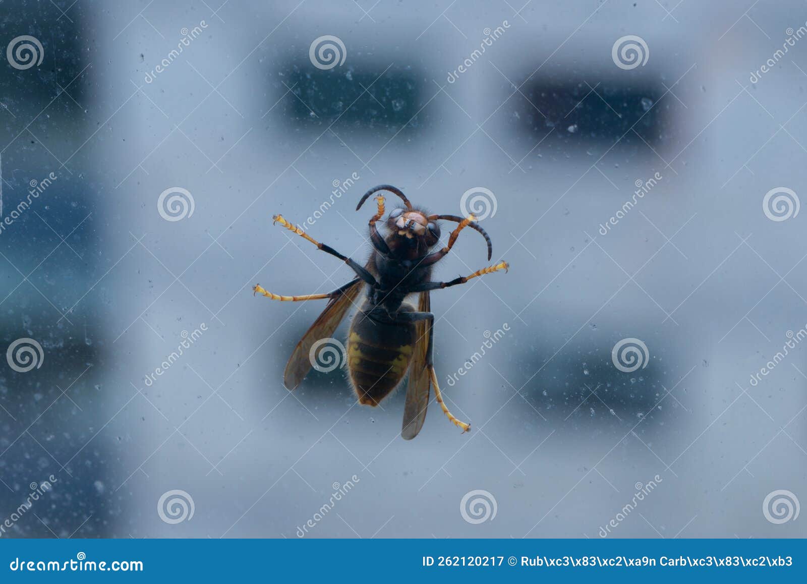 Wasp Perched on the Glass of a Window Stock Image - Image of enormous ...
