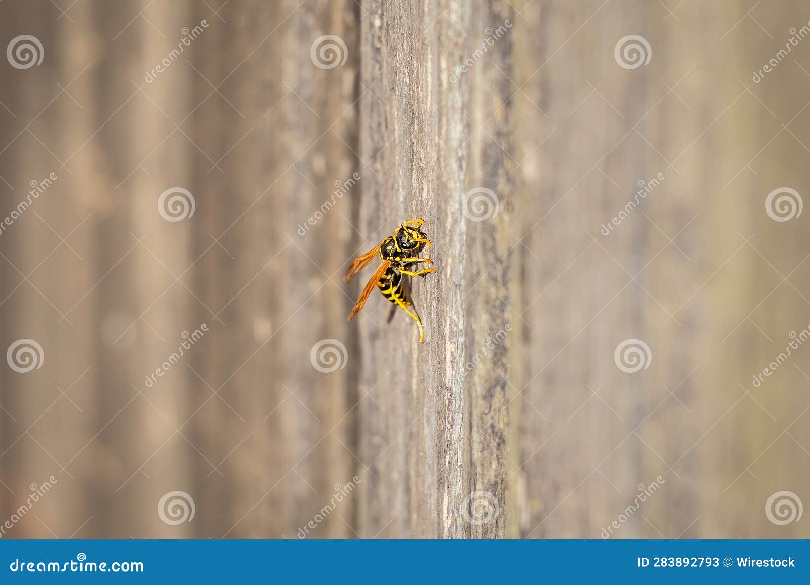 A Wasp Sits on the Side of a Wall with Its Back Legs Extended Stock ...