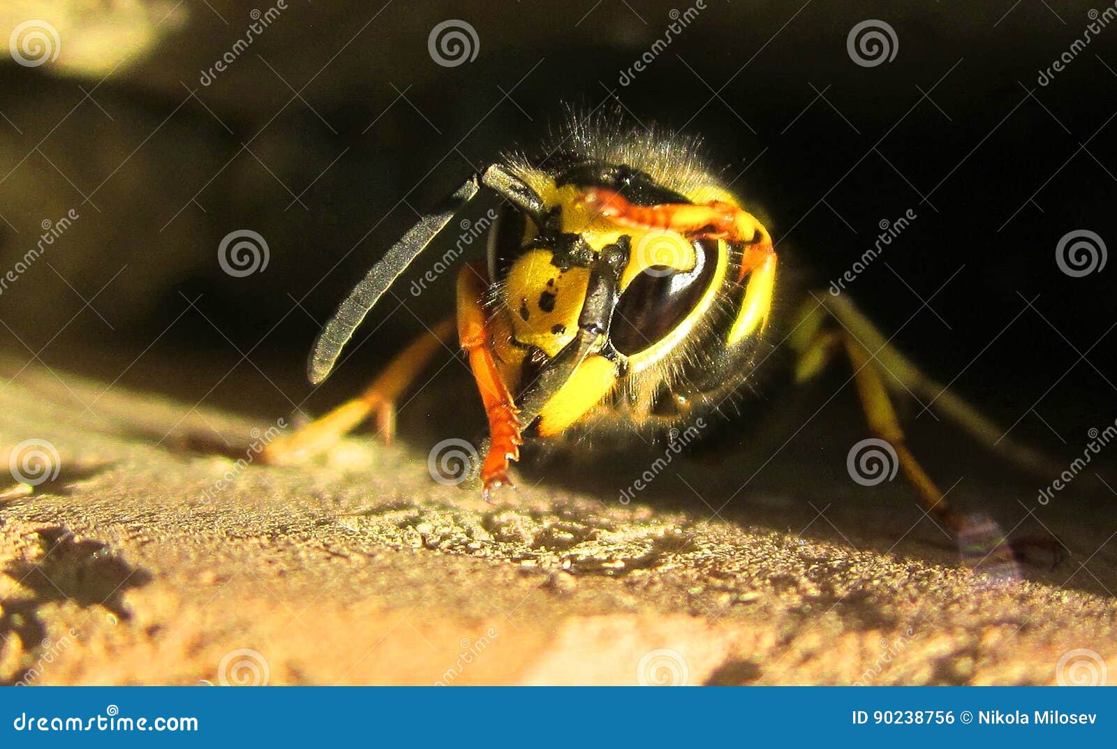 Wasp stock photo. Image of detail, head, biology, natural - 90238756