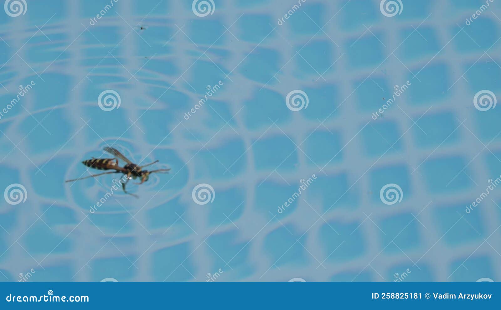 Wasp in the Pool on the Water Stock Video - Video of control, condo ...