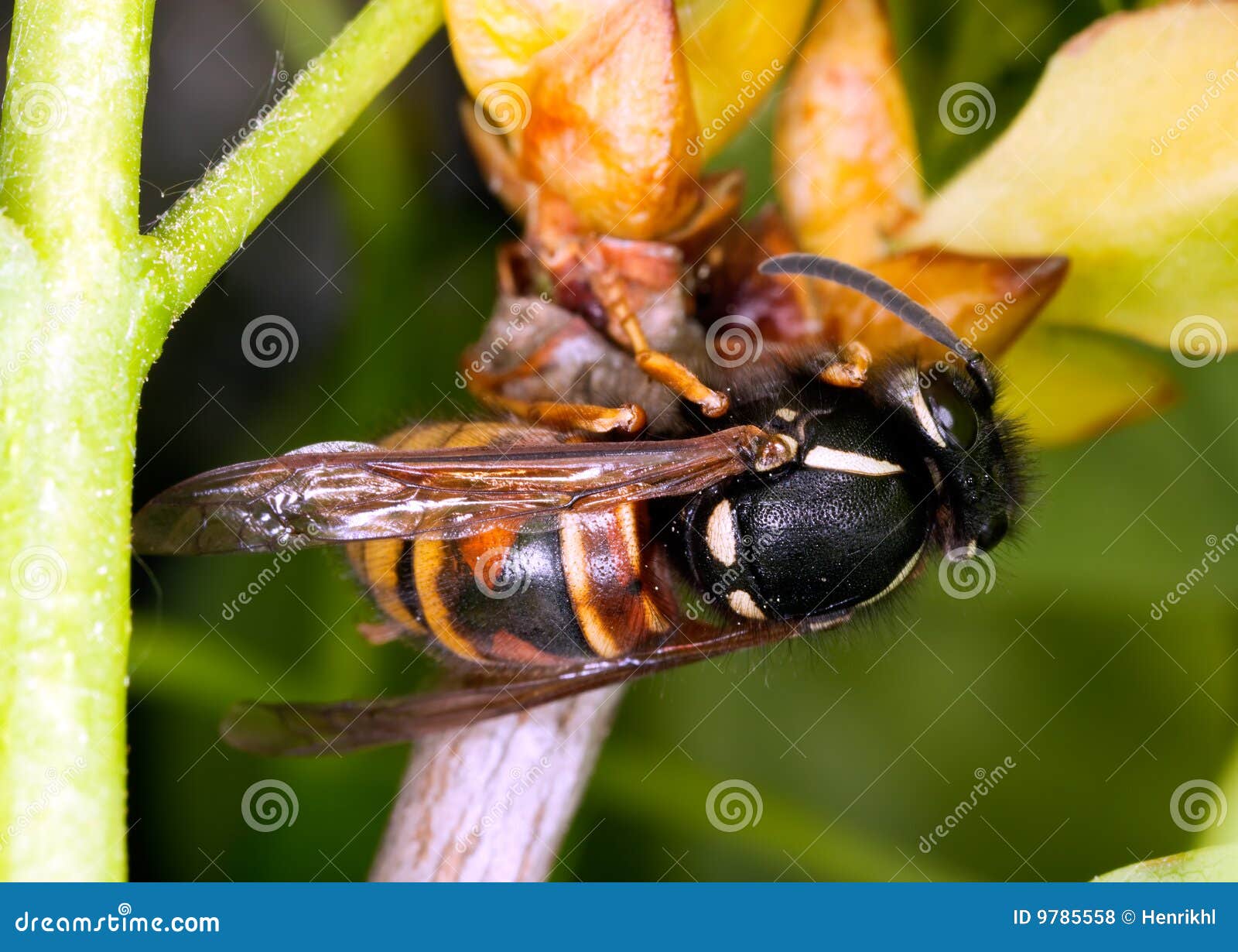 Wasp queen (Vespula rufa) stock photo. Image of environment - 9785558