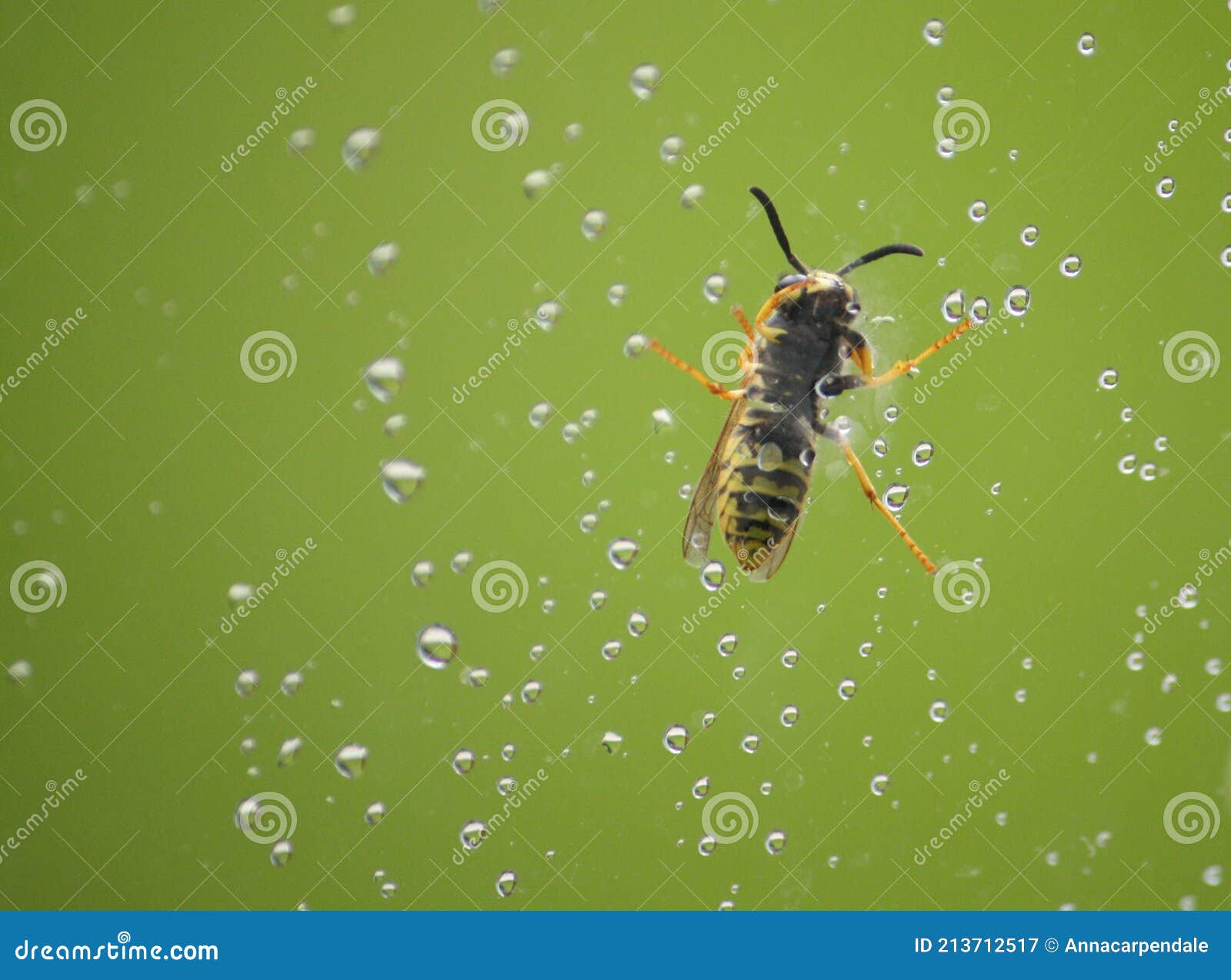 A Wasp on a Raindrop-splashed Window Pane Stock Image - Image of close ...