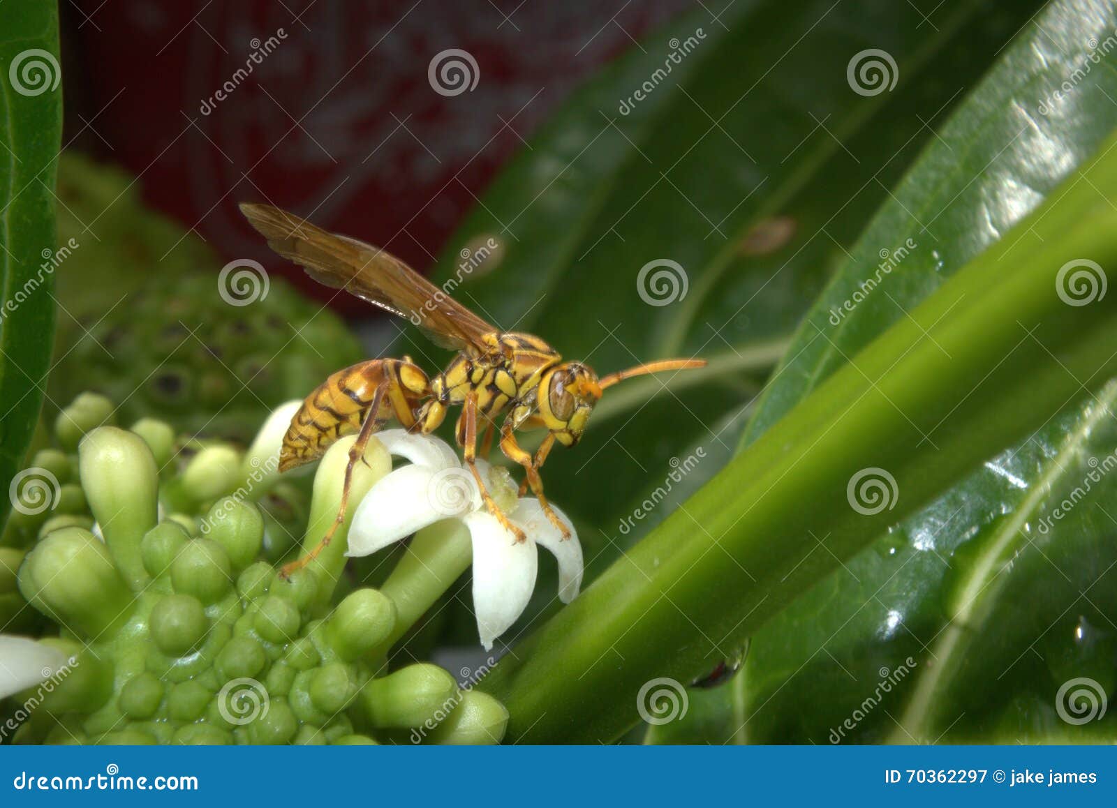 Wasp stock image. Image of leaf, flower, french, green - 70362297