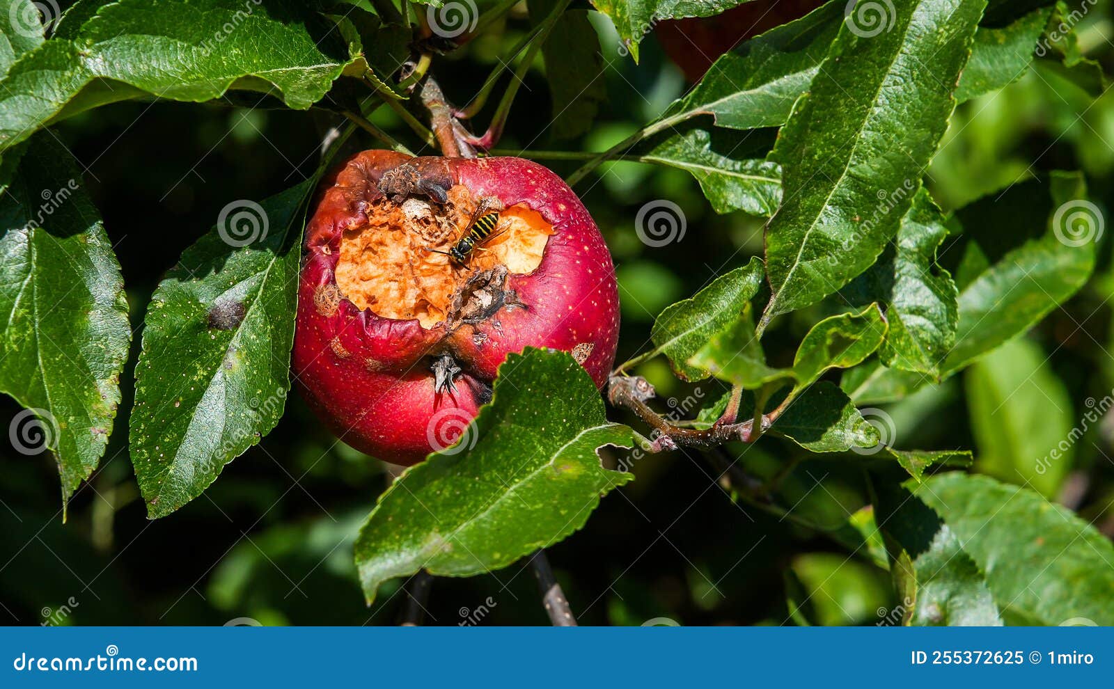 Wasp on red apple on tree stock image. Image of fruit - 255372625