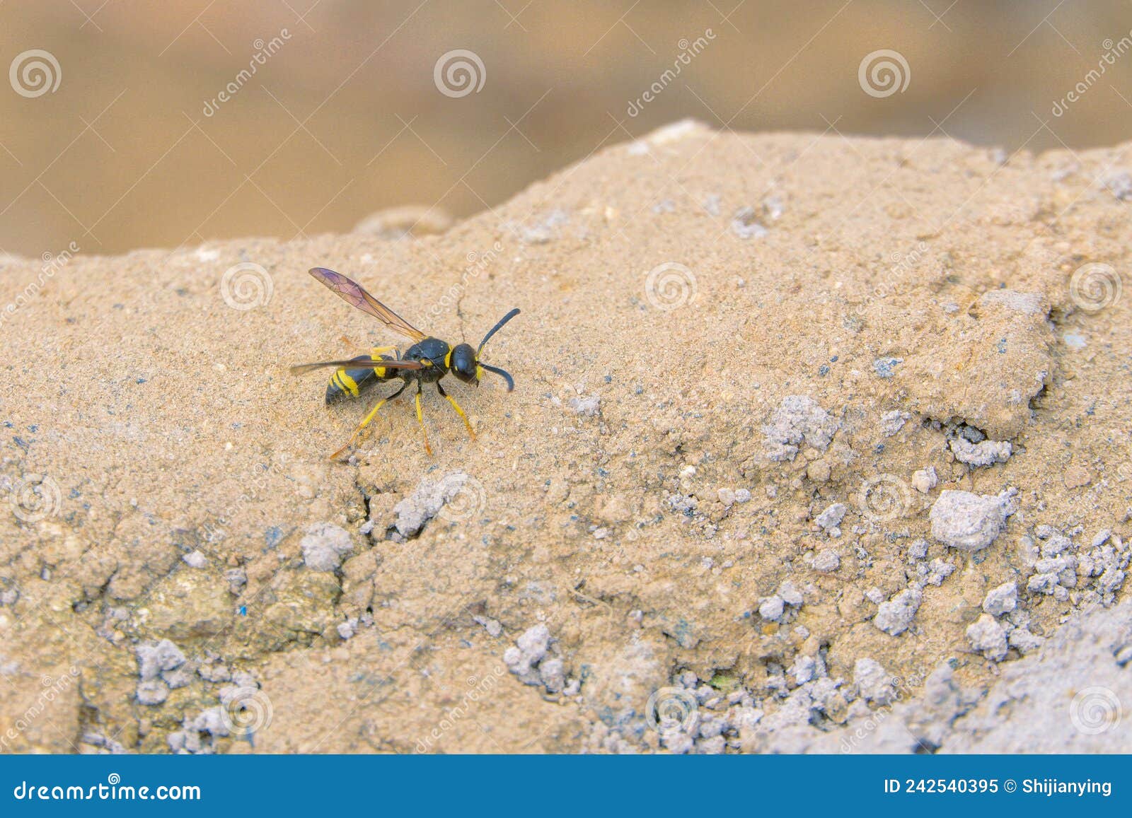 Wasp stock image. Image of animals, hornet, life, bees - 242540395