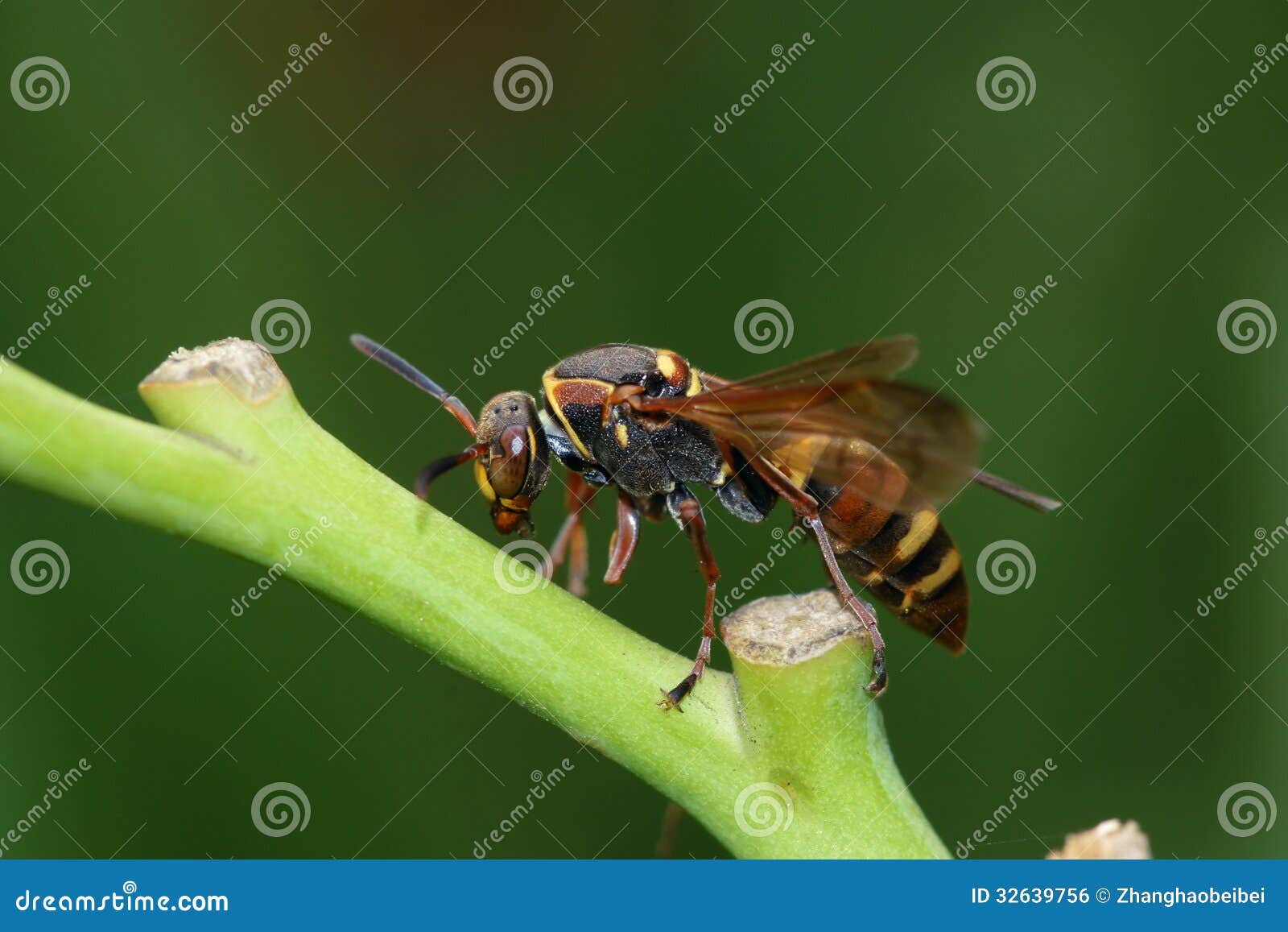 Wasp stock photo. Image of stripes, wild, animal, wildlife - 32639756