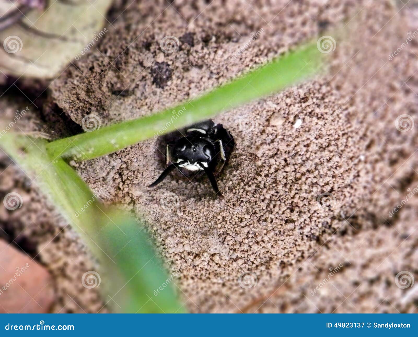 Wasp in it s burrow stock image. Image of wasps, larvae - 49823137
