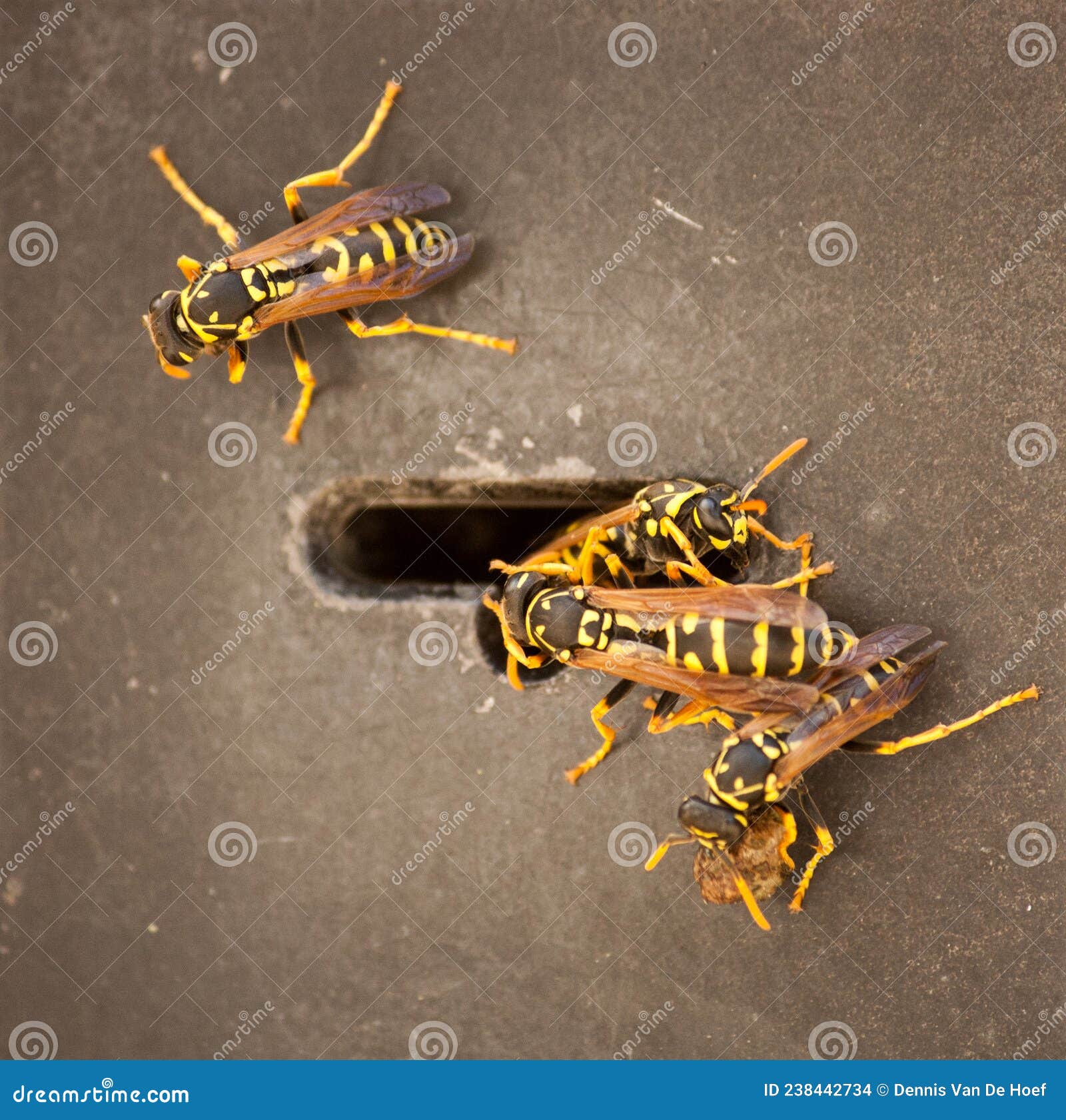 Wasp`s Nest in an Electronic Lock Stock Photo - Image of nature ...