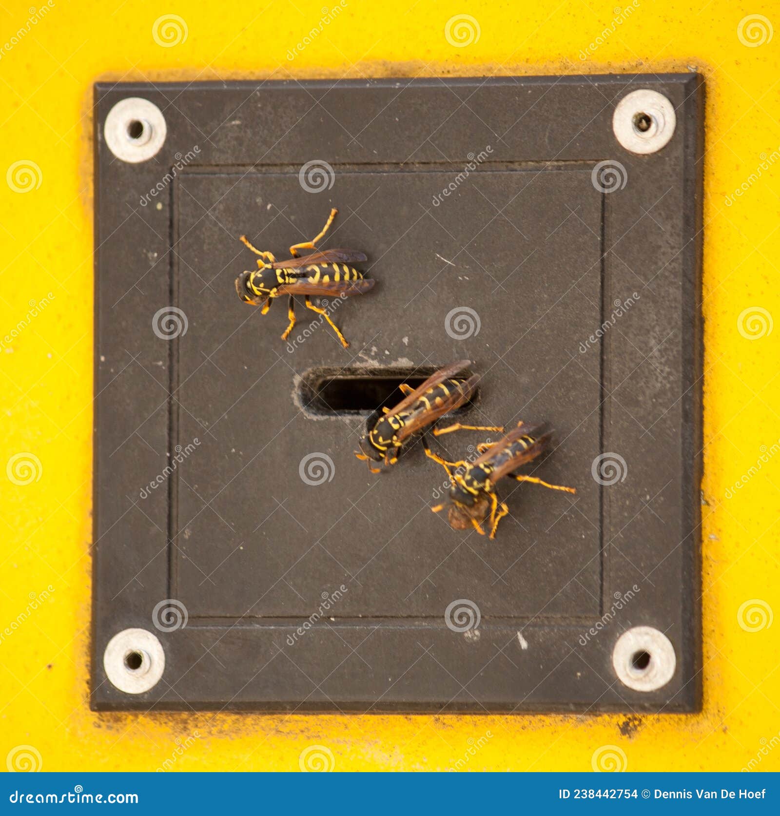 Wasp`s Nest in an Electronic Lock Stock Photo - Image of allergy, wild ...