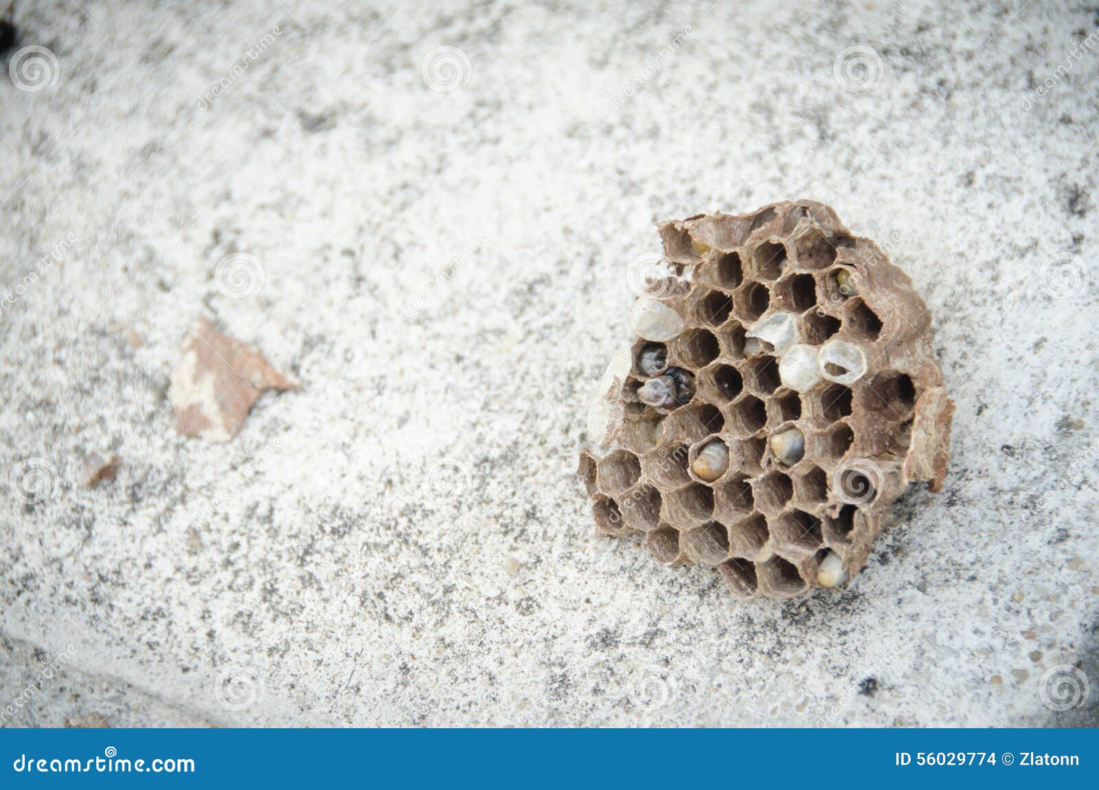 The wasp s nest stock photo. Image of dead, hymenoptera - 56029774