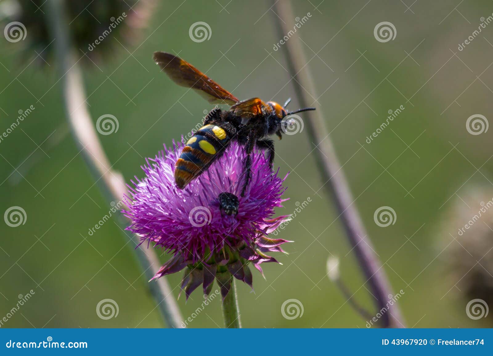 Wasp (Scolia maculata) stock photo. Image of insect, pollination - 43967920