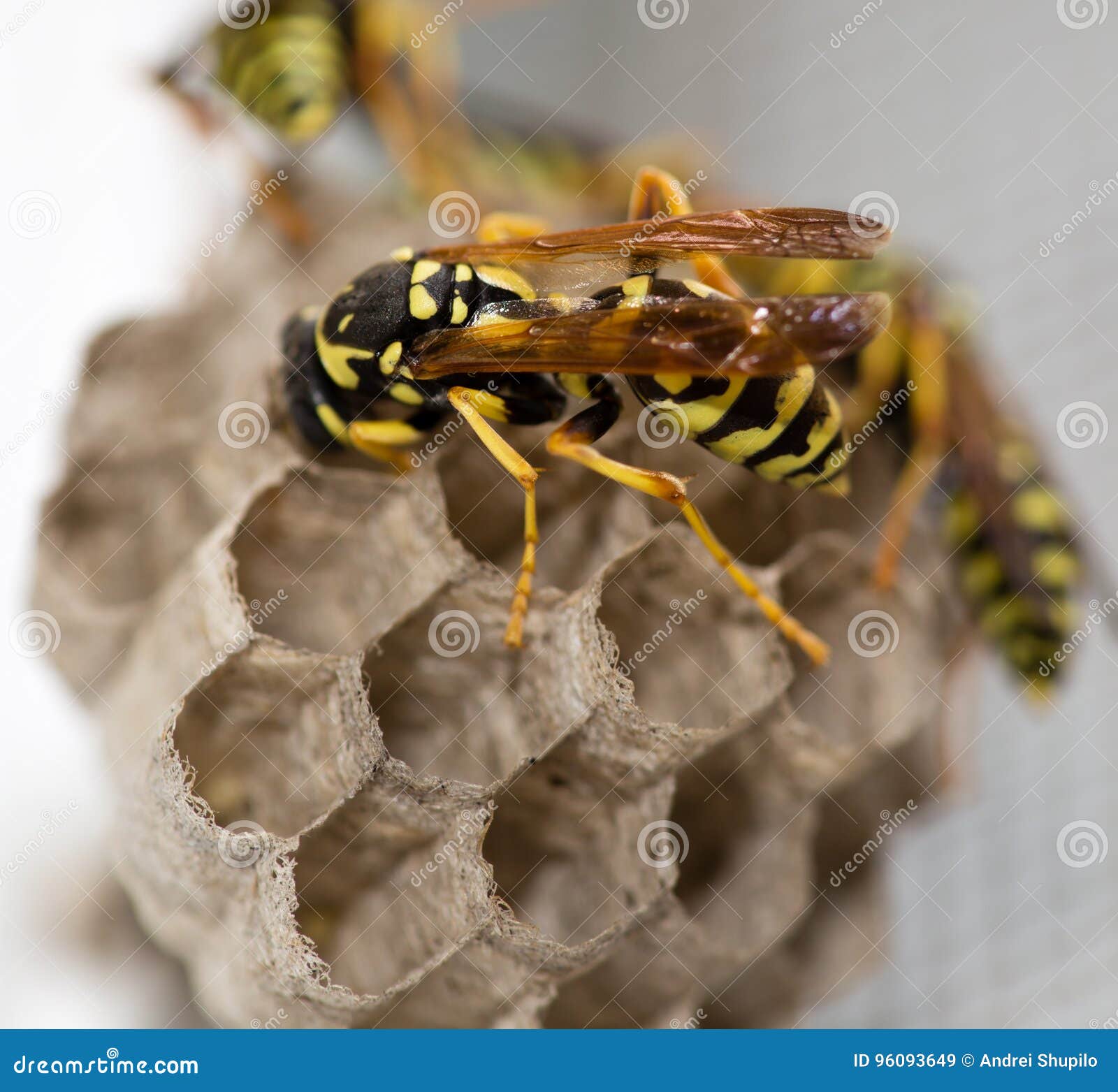 The wasp sits on an aspen stock image. Image of aggressive - 96093649