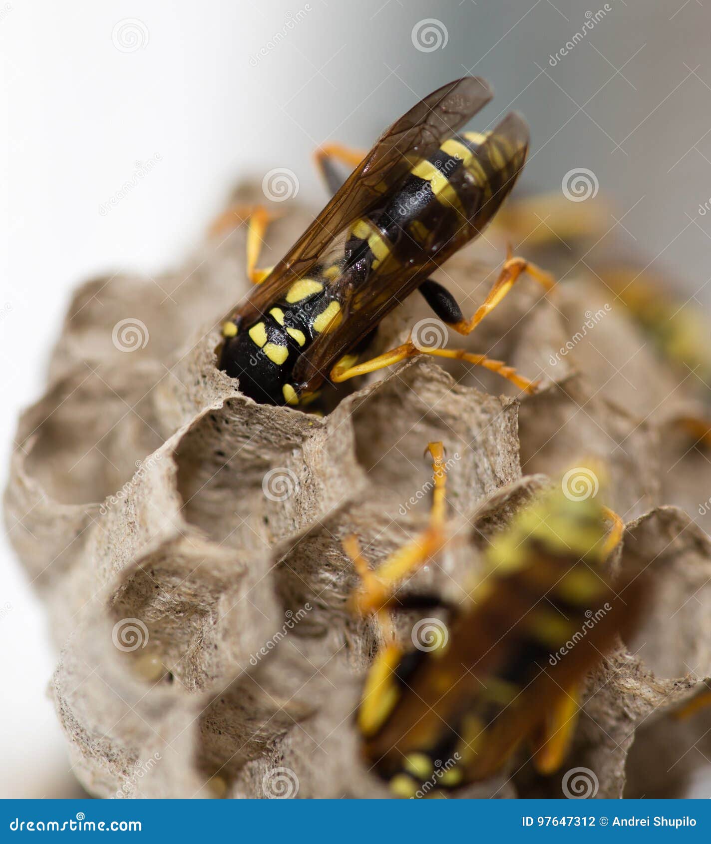 The wasp sits on an aspen stock photo. Image of soldier - 97647312