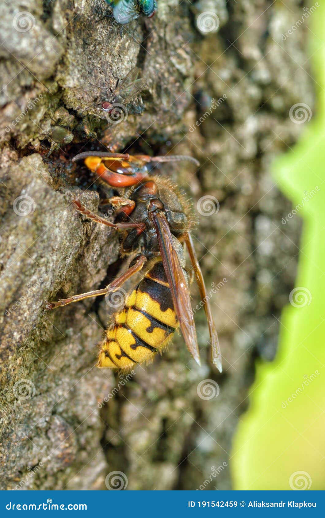 The Wasp Sits on the Bark of a Tree Stock Image - Image of natural ...