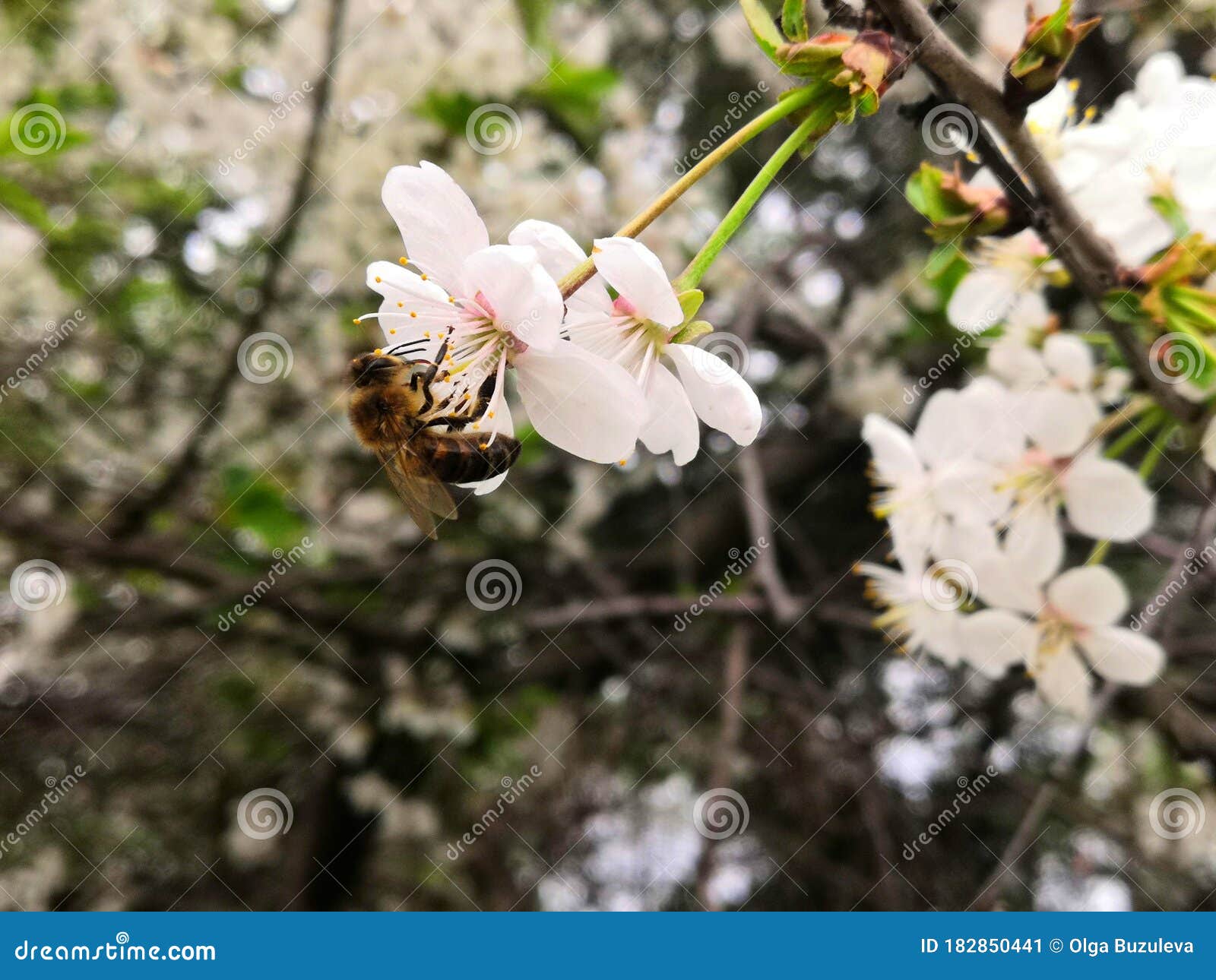 The Insect Collects Nectar from Cherry Blossoms in the Month of May ...