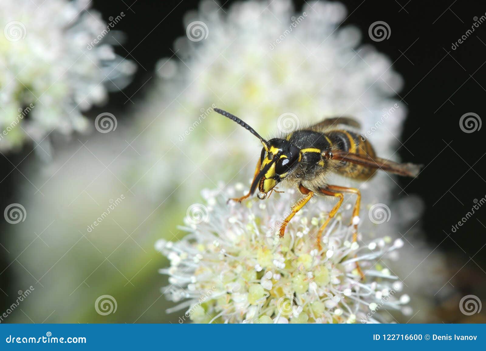 Wasp Sits on a Flower - Front View Stock Photo - Image of life, insect ...